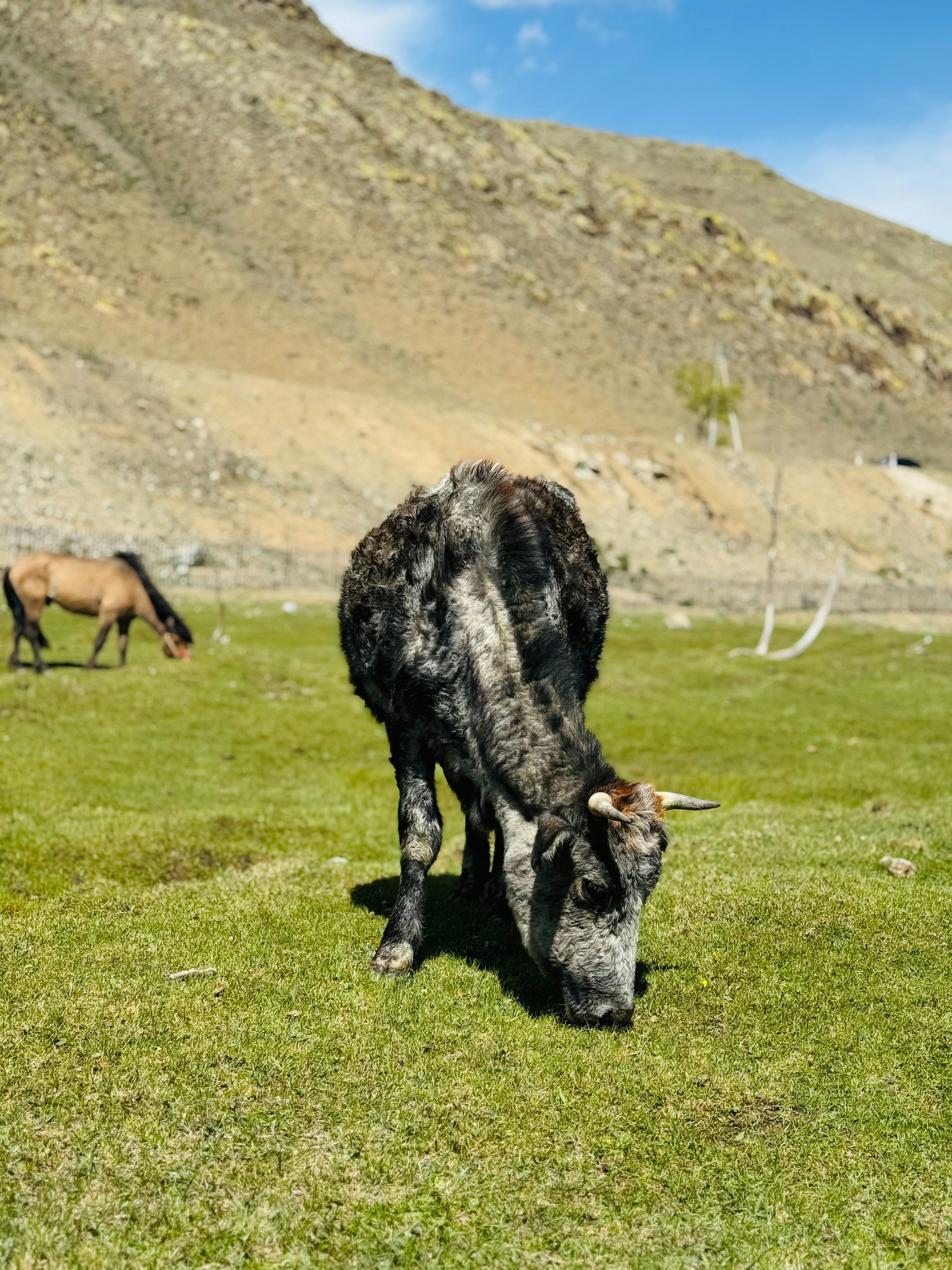 Pasture Grazing Under a Rugged Cliff