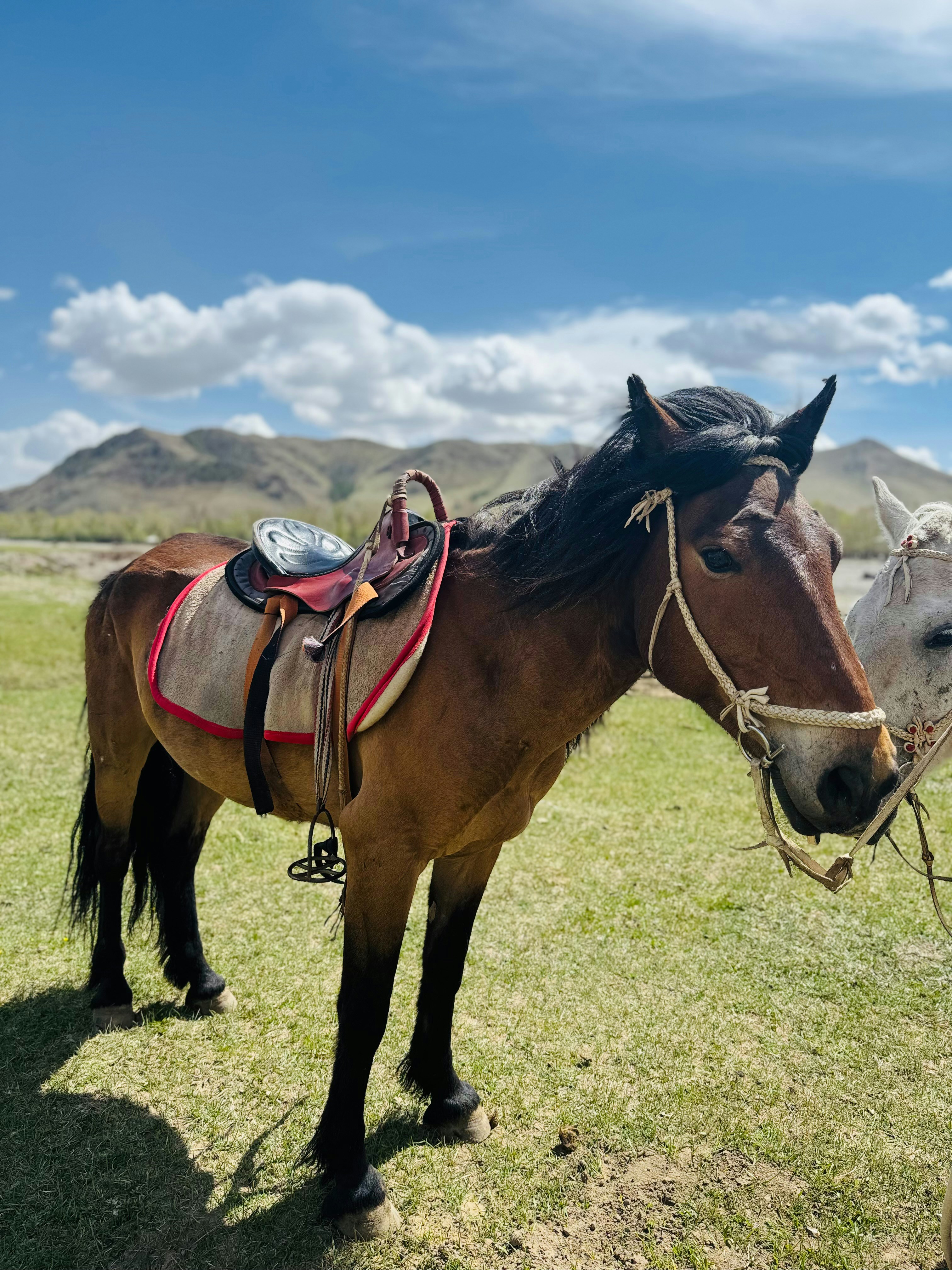 Saddle and Stallion in Open Steppe at Noon