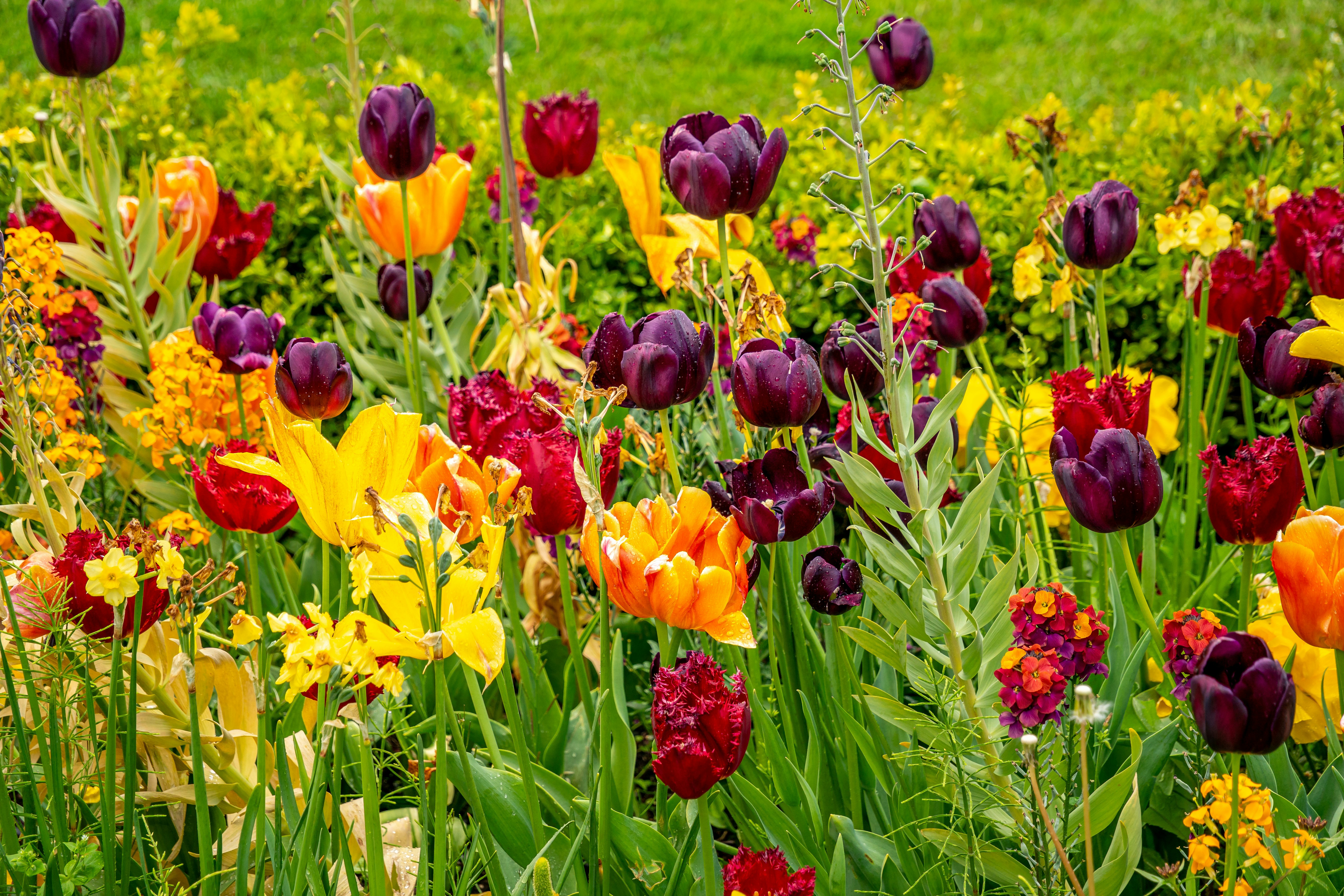 A Field of Velvet Petals: Tulips in Sunset Colors