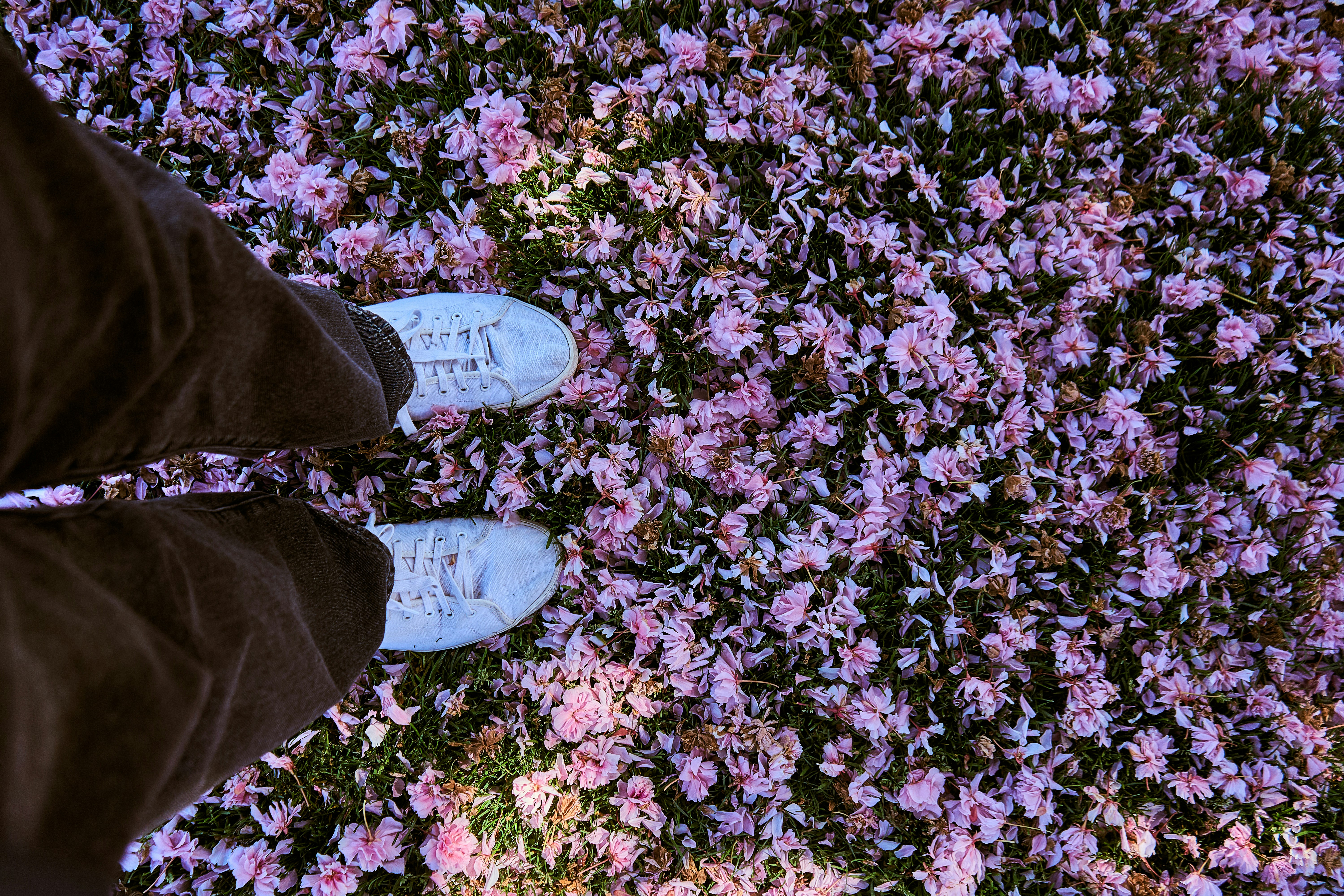 White sneakers over a carpet of pink blossoms