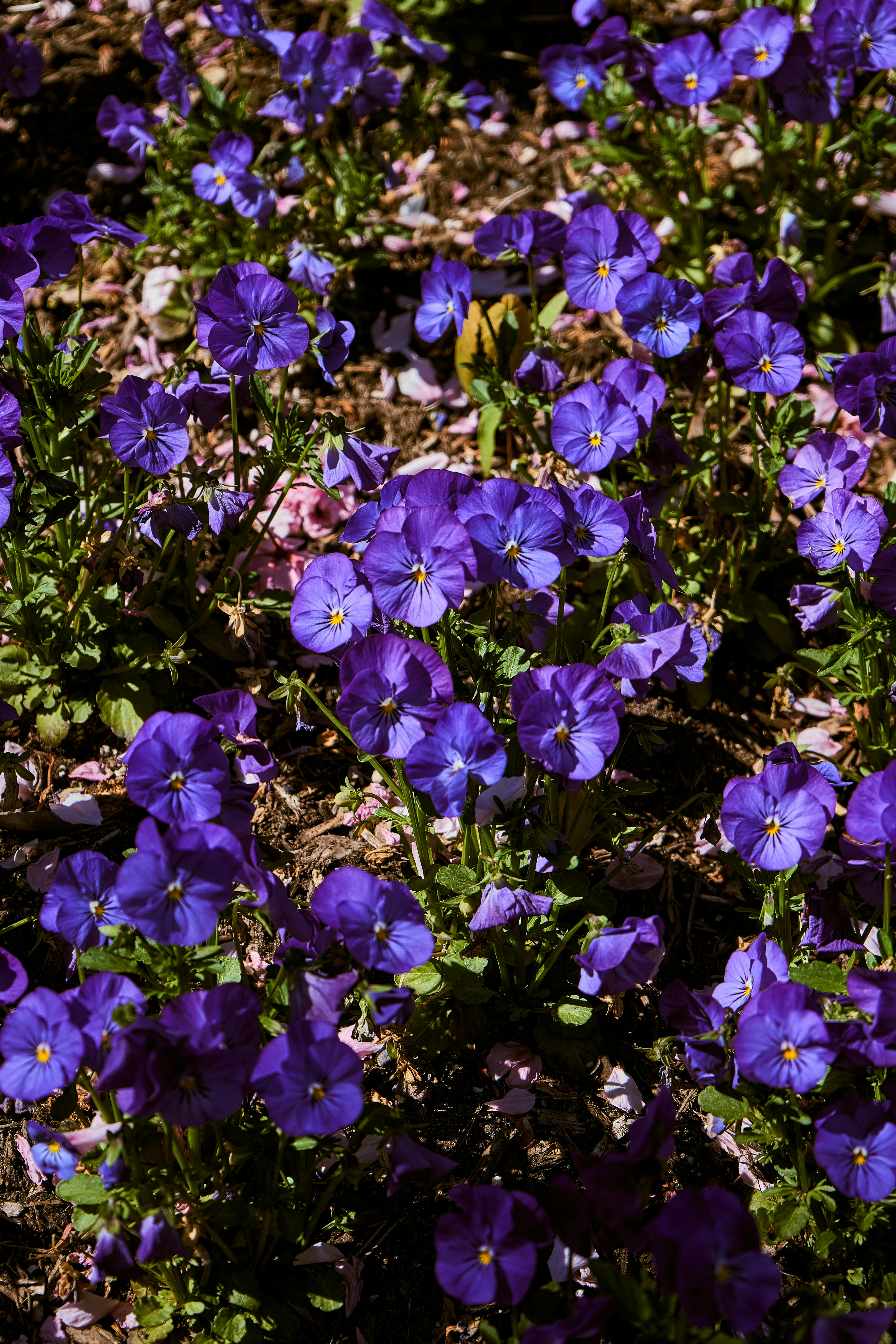 Velvet Violet Carpet: A Burst of Purple Blooms Across Sunlit Soil