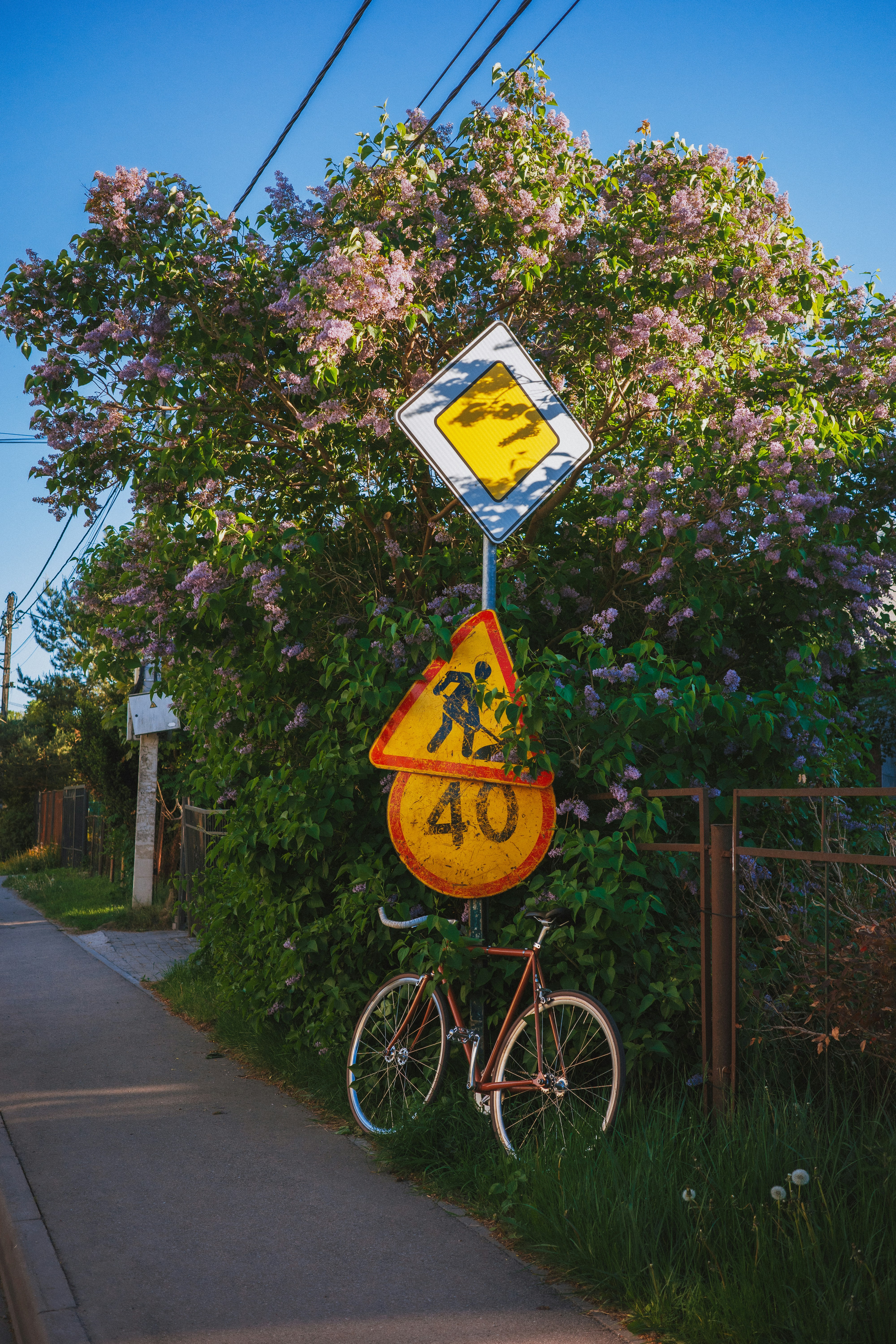 Blooming Cones and a Silent Ride: Signpost Portrait by the Bike Path