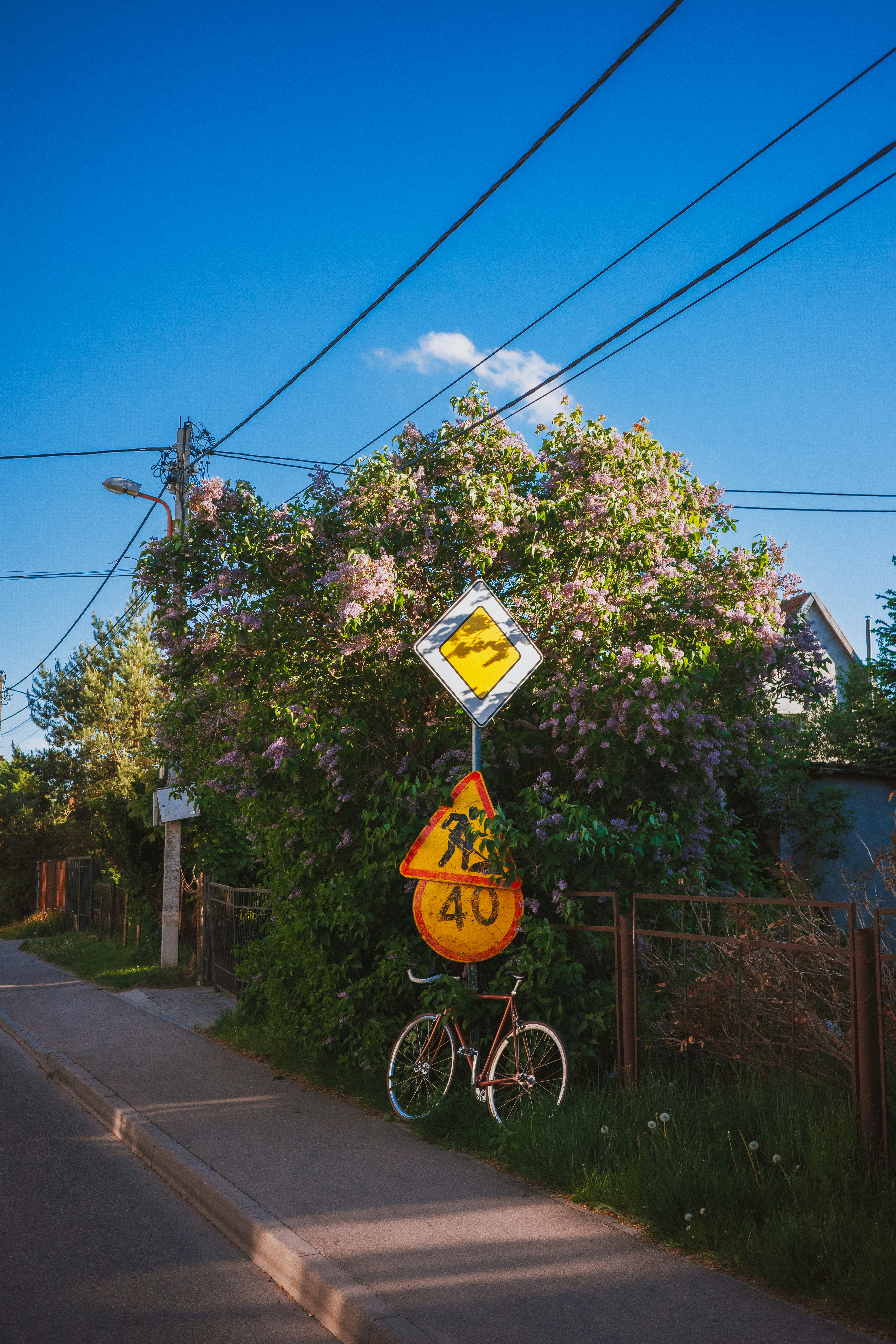Sunlit Street Corner with Blooming Tree and Bicycle Sign