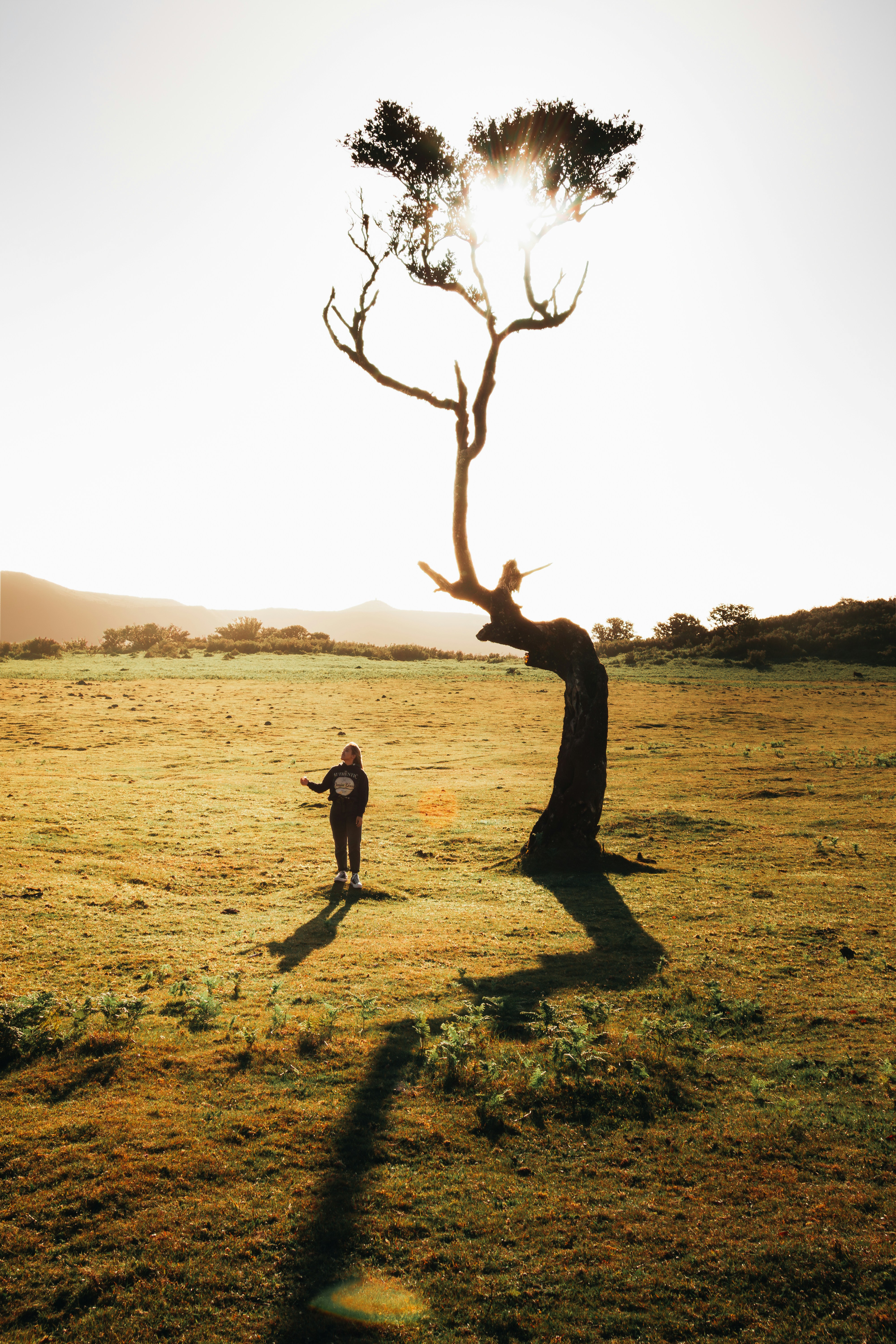 Lone Tree, Sunlit Field: A Child in the Shadow of Aspiring Skies