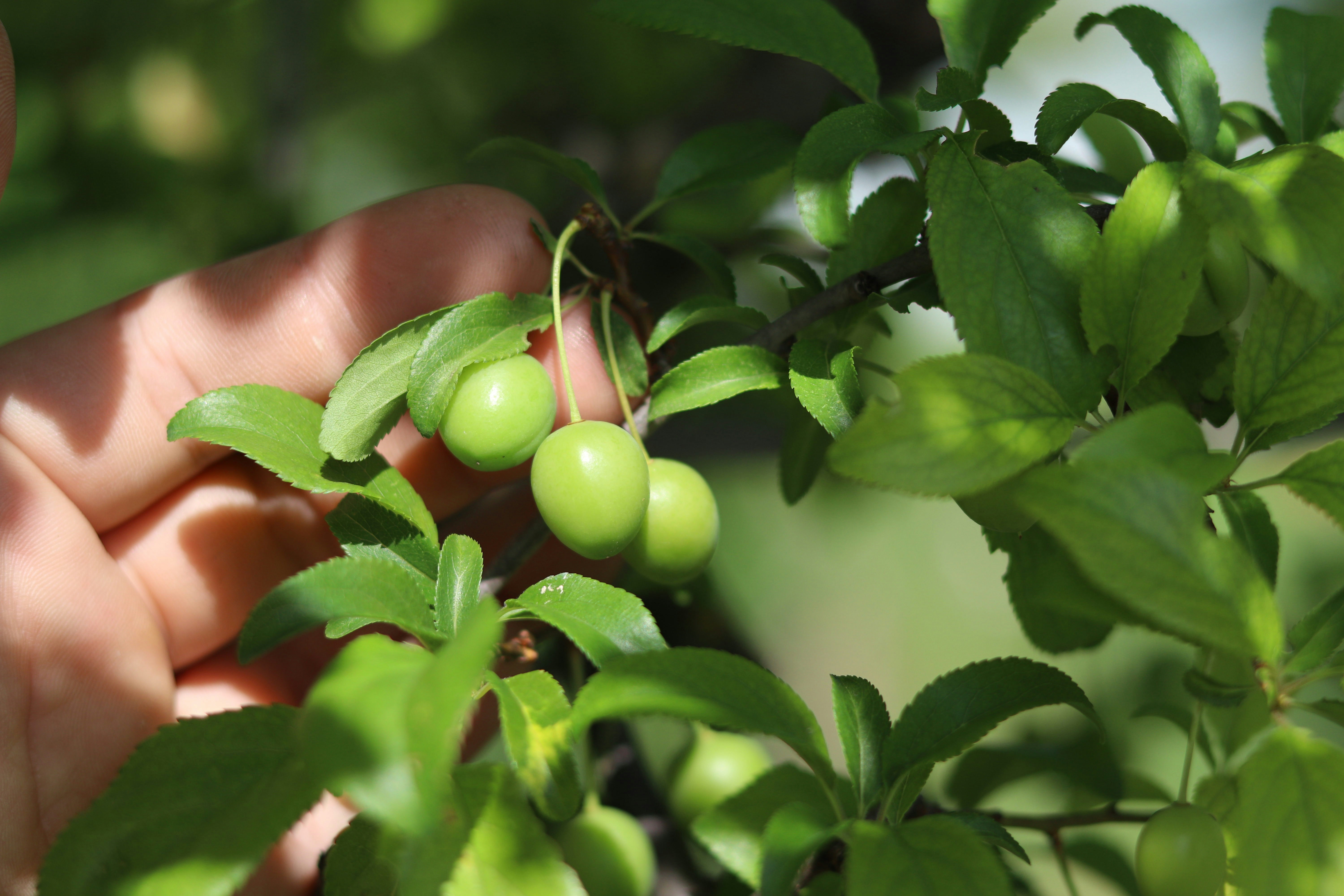 Green cherries in a sunlit garden clutch