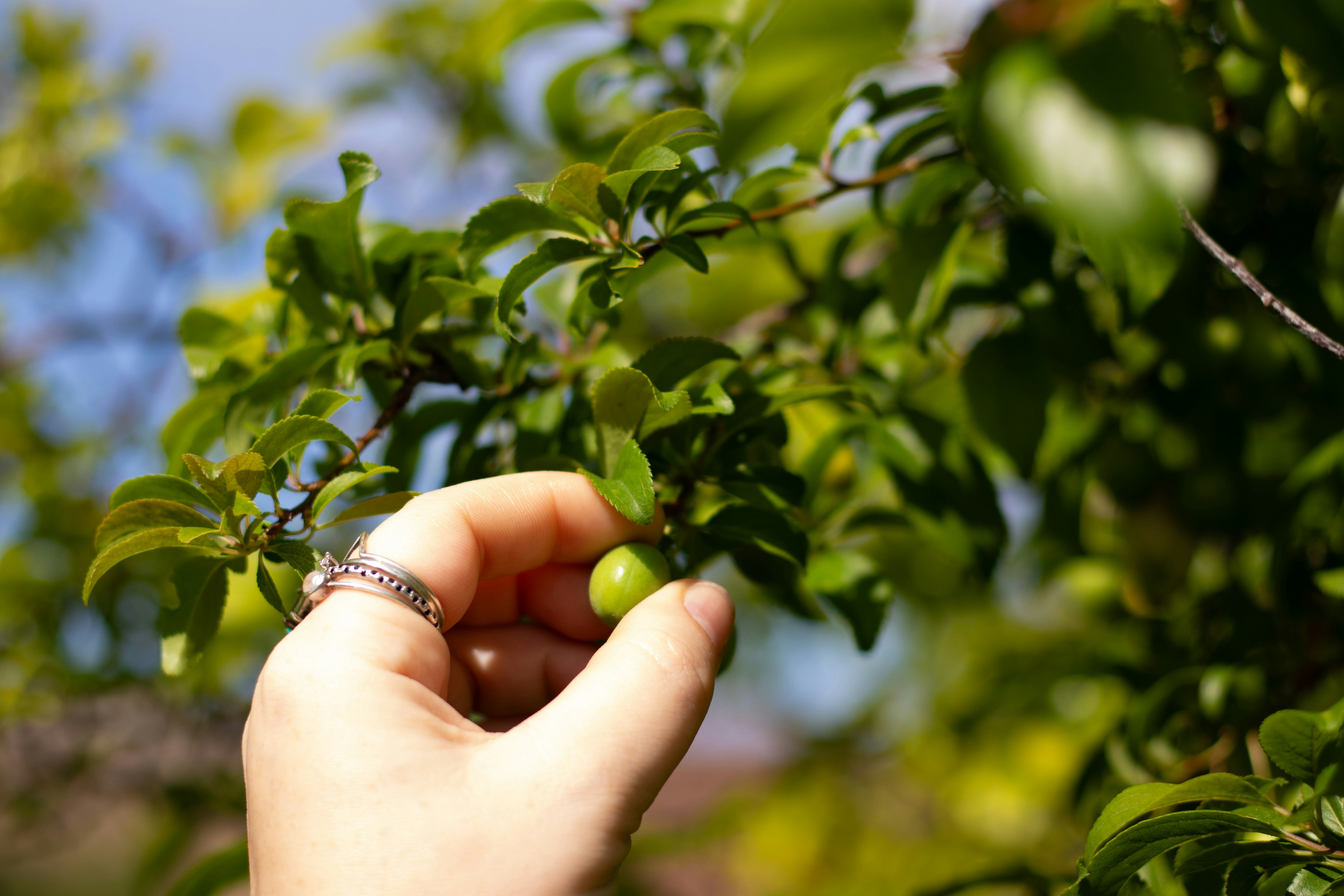 Gentle Hand Harvesting a Green Berry Under Sunlit Foliage
