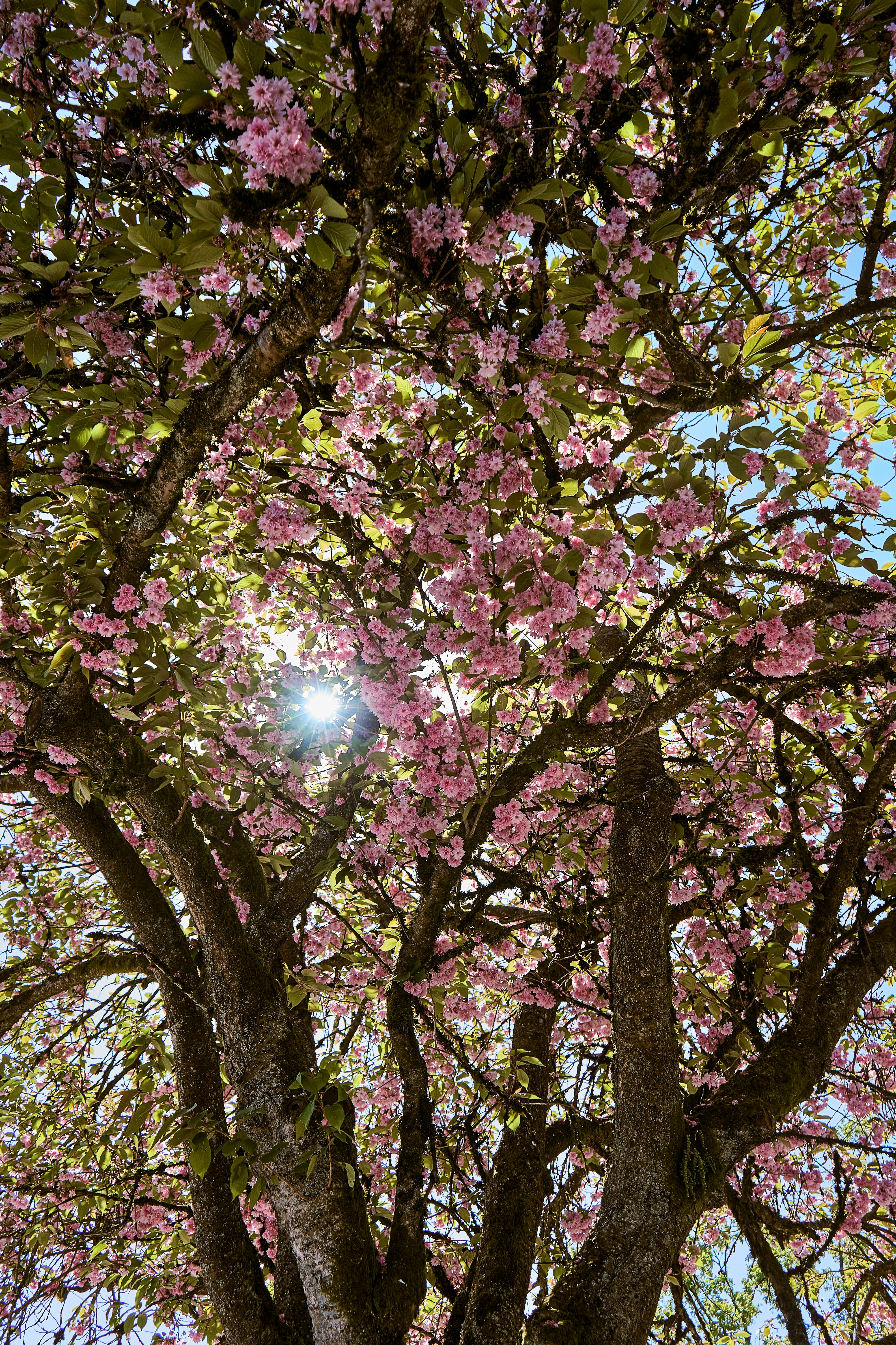 Sunlit Pink Blossom Canopy
