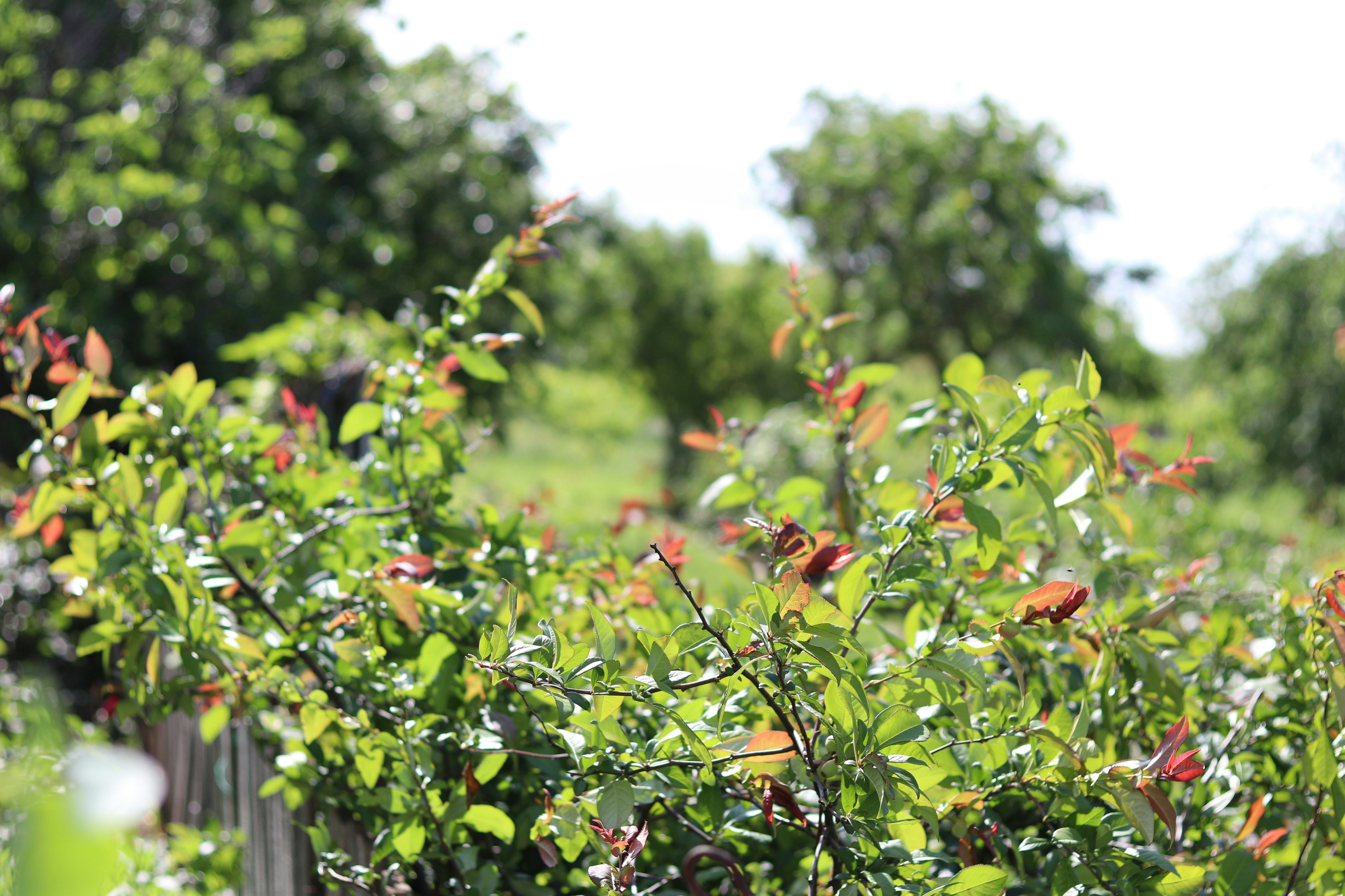 Sunlit Garden Foliage in Bloom