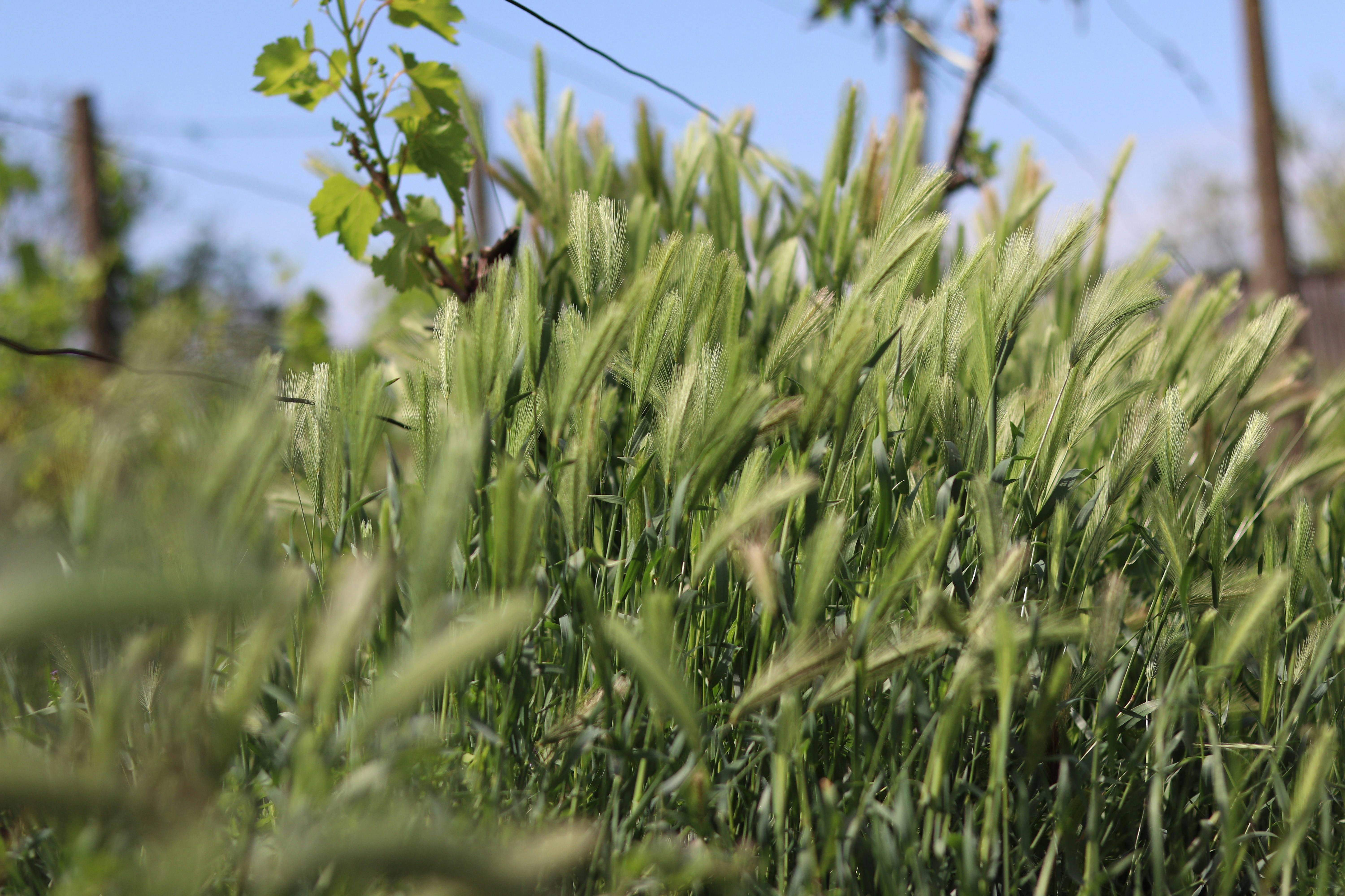 Close-Quarters Green: Field of Grain Reaching Skyward