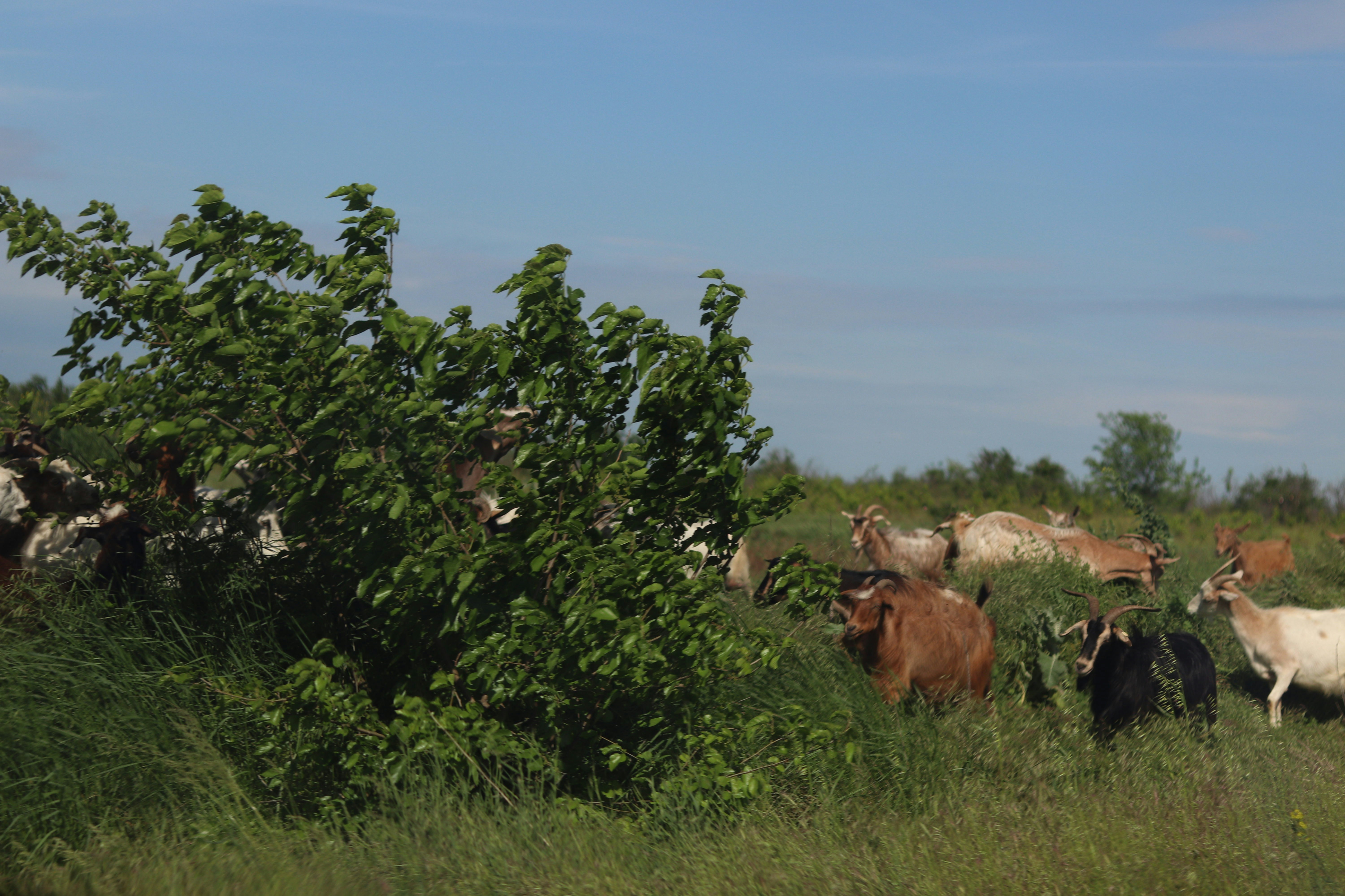Cattle Herder’s Edge: A Quiet Herd at the Field’s Periphery