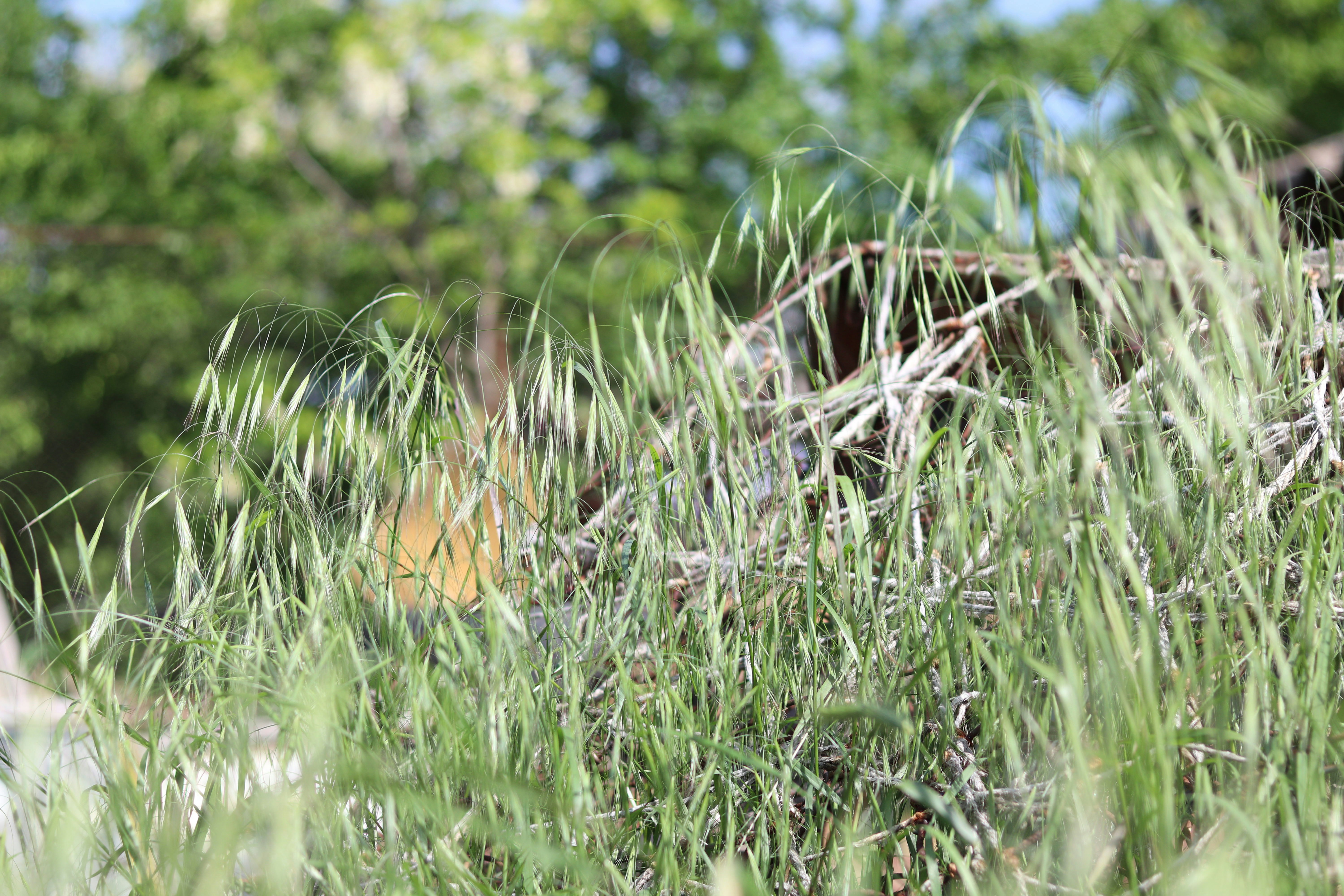 Hidden Stalker in the Tall Grass