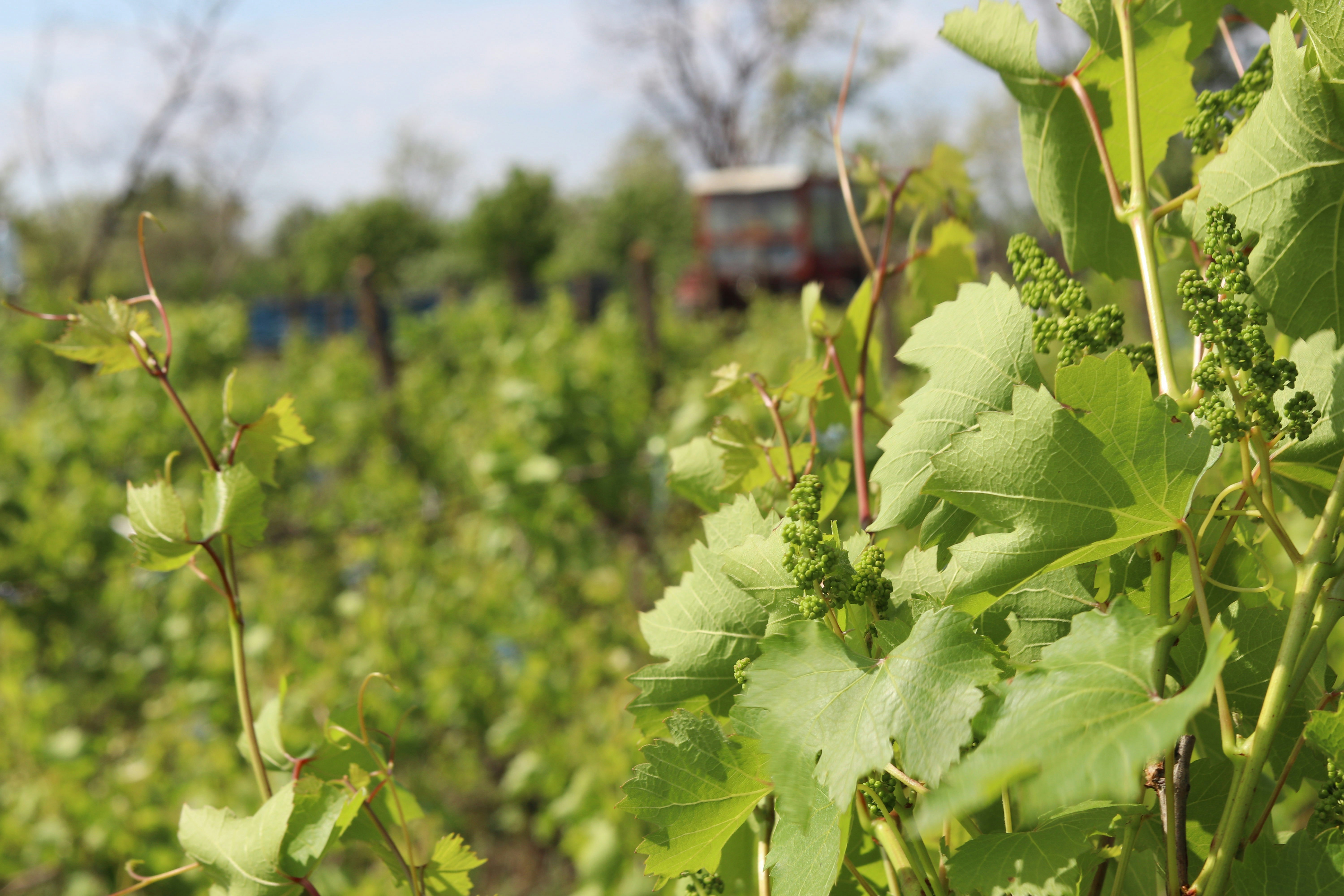 Vineyard in Bloom: Rows Leading to a Field Vehicle