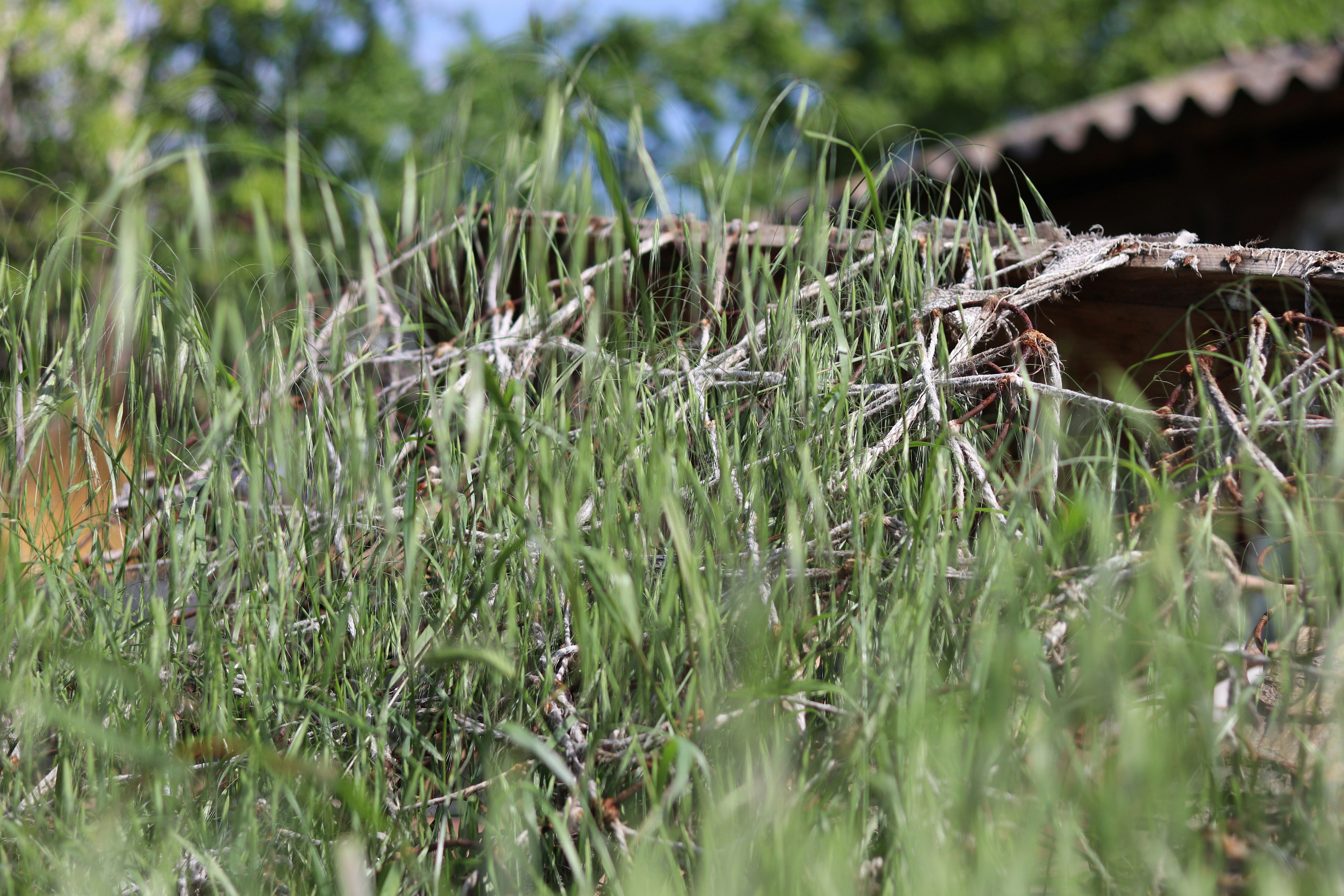 Tangled Grass at the Fence: A Quiet Rural Moment