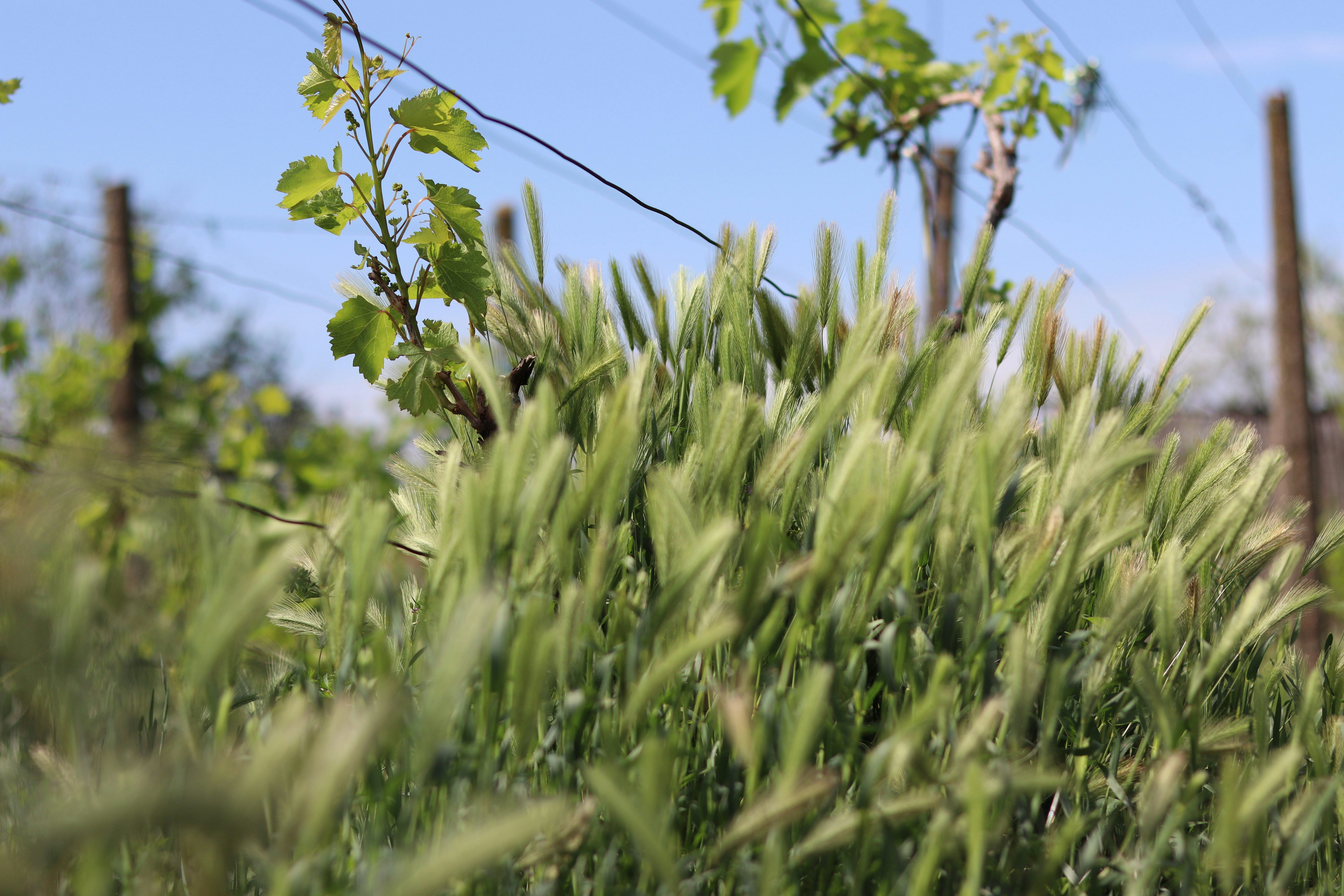 Sunlit Vineyard Grasses: A Quiet Field Under Open Sky