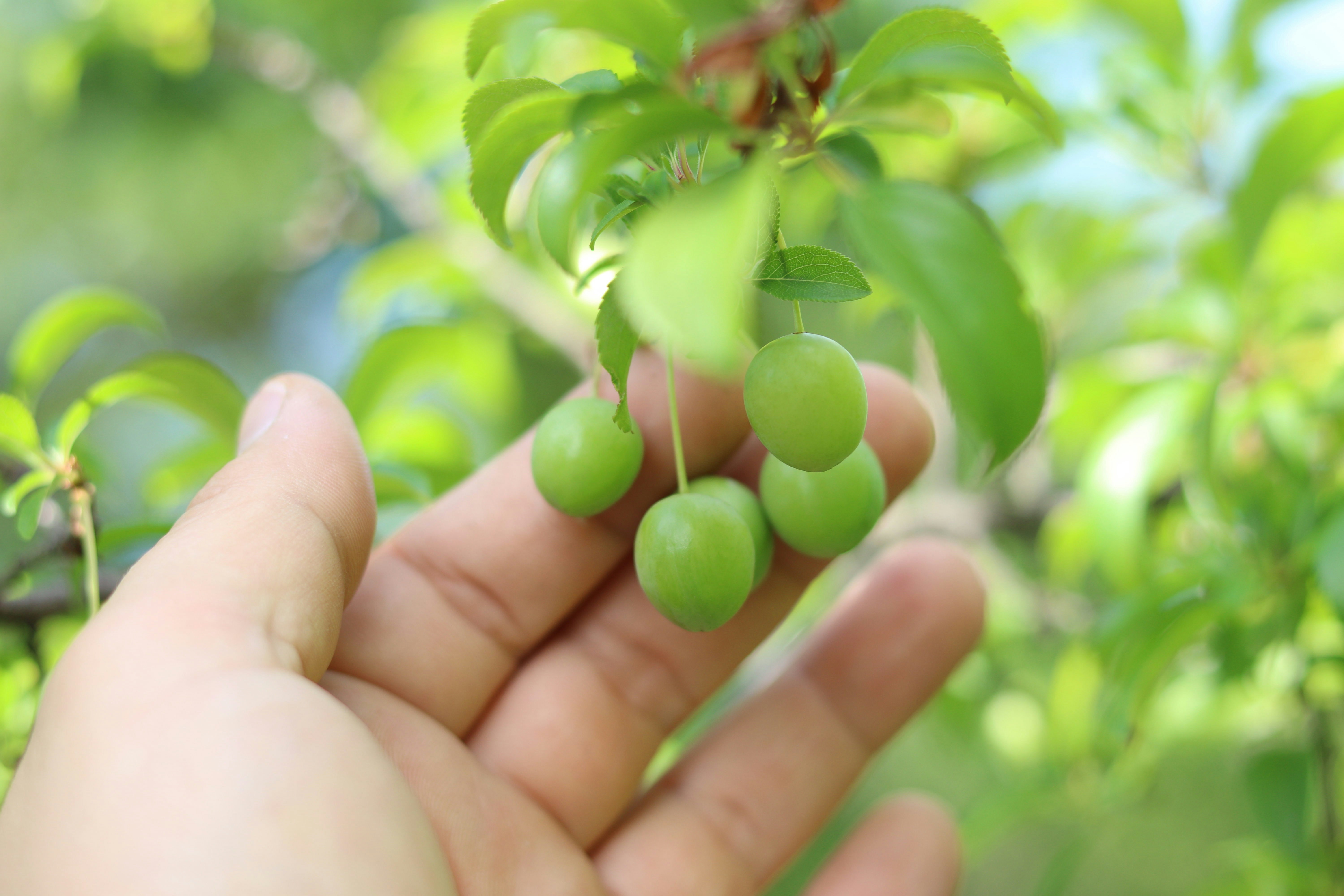 Hands Harvesting Green Plums: A close-up of fruiting branches