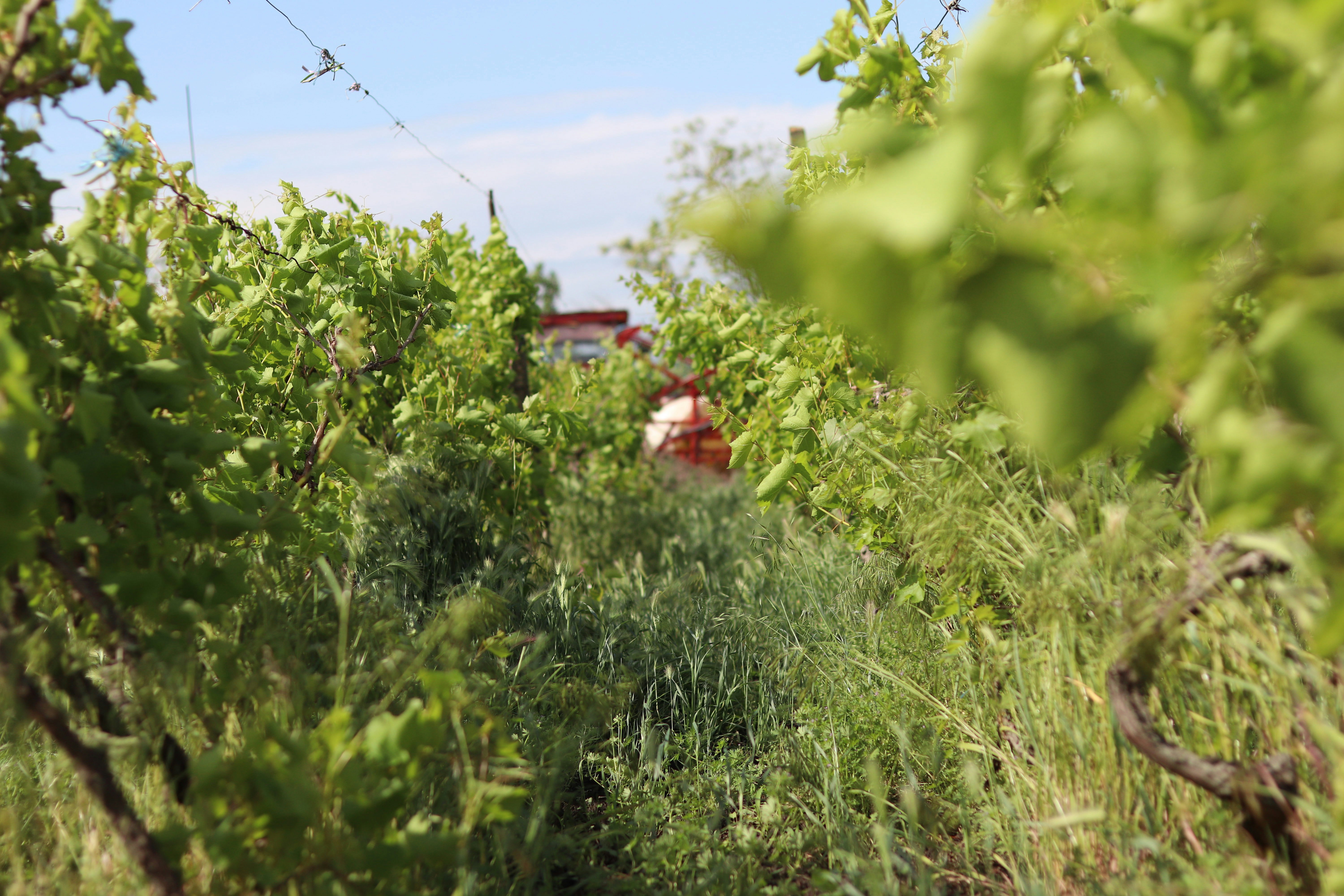 Vineyard Aisles under a Clear Summer Sky