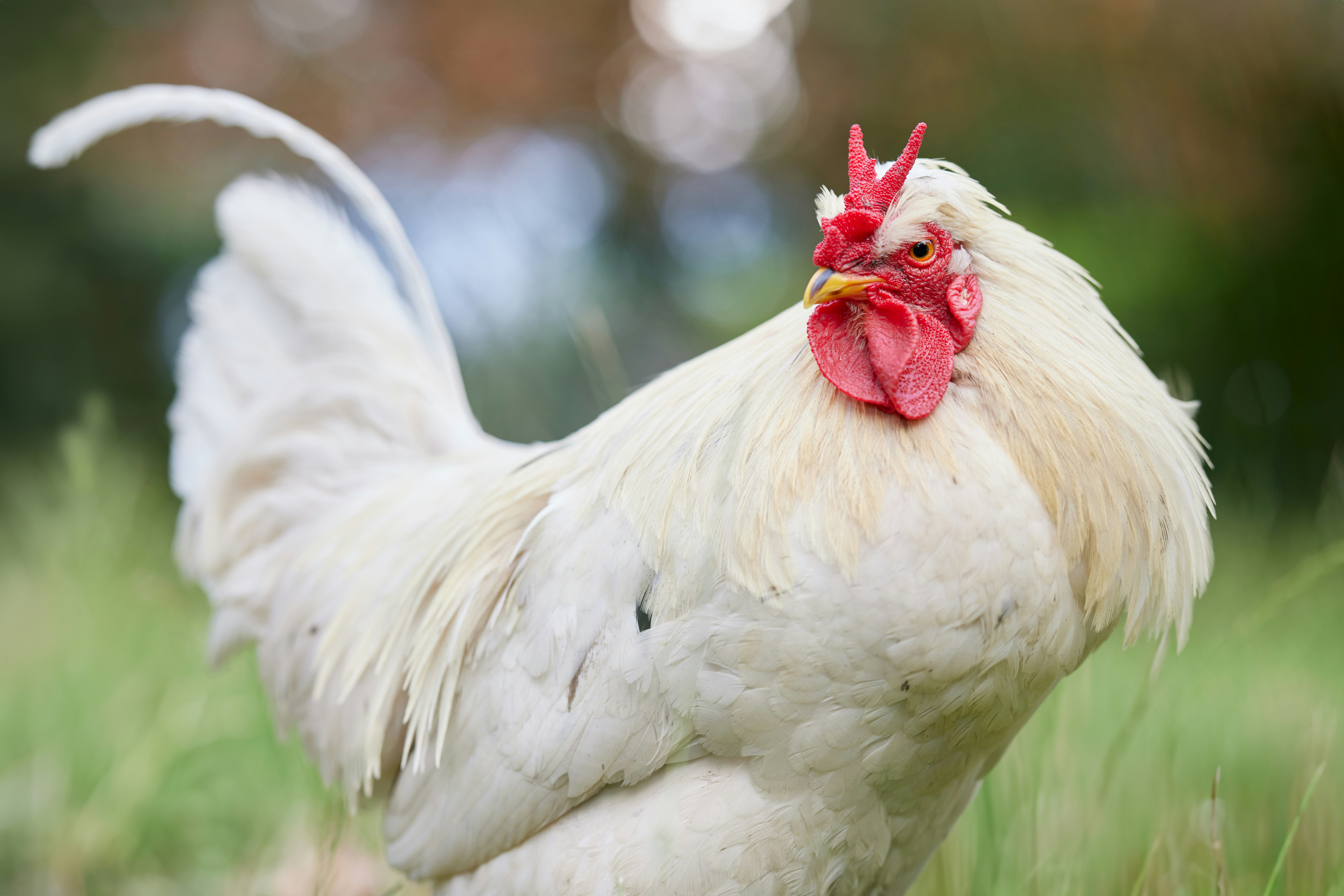 White Rooster in Soft Focus Field