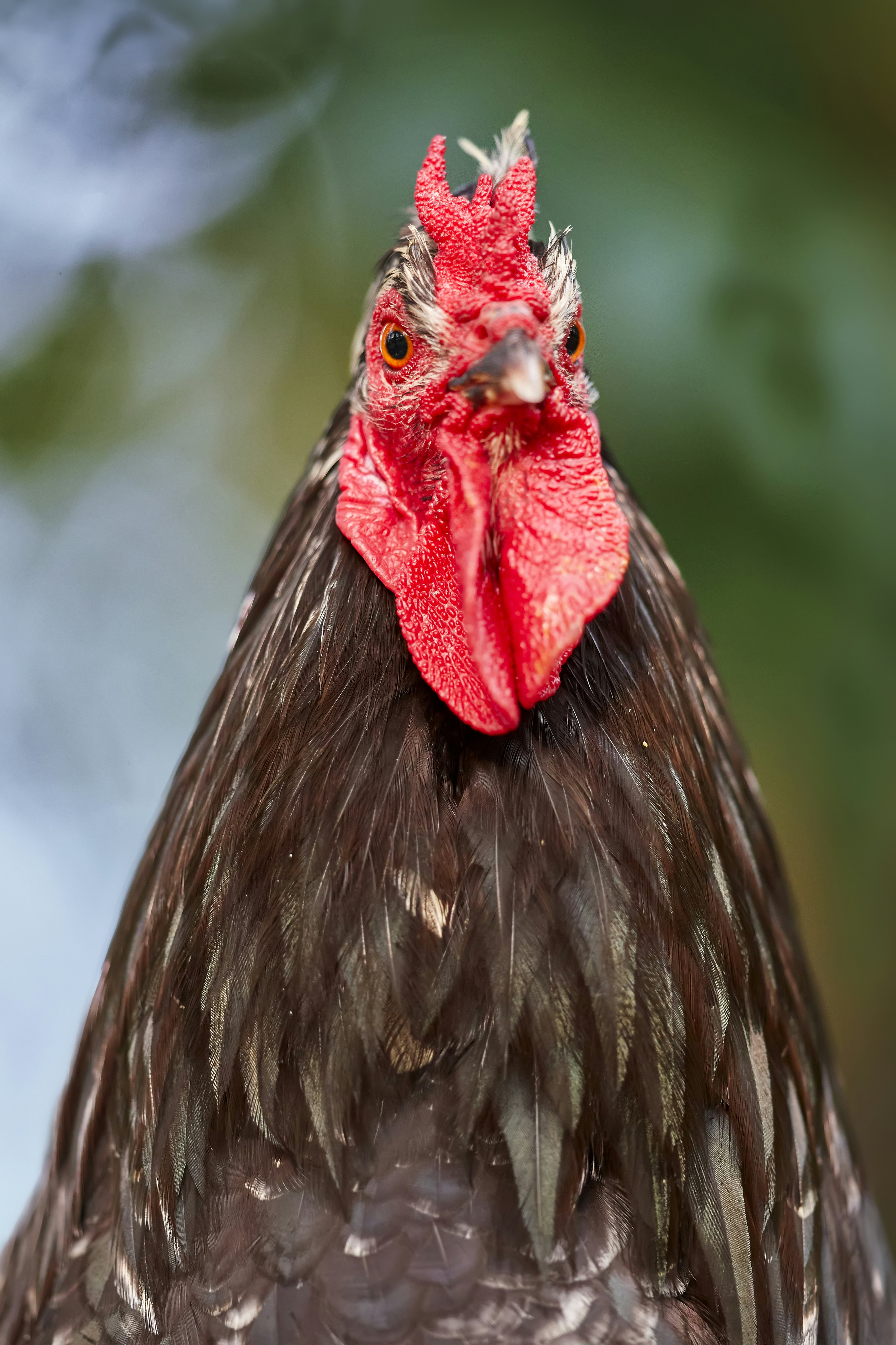 Crimson Crest: Portrait of a Rooster's Gaze