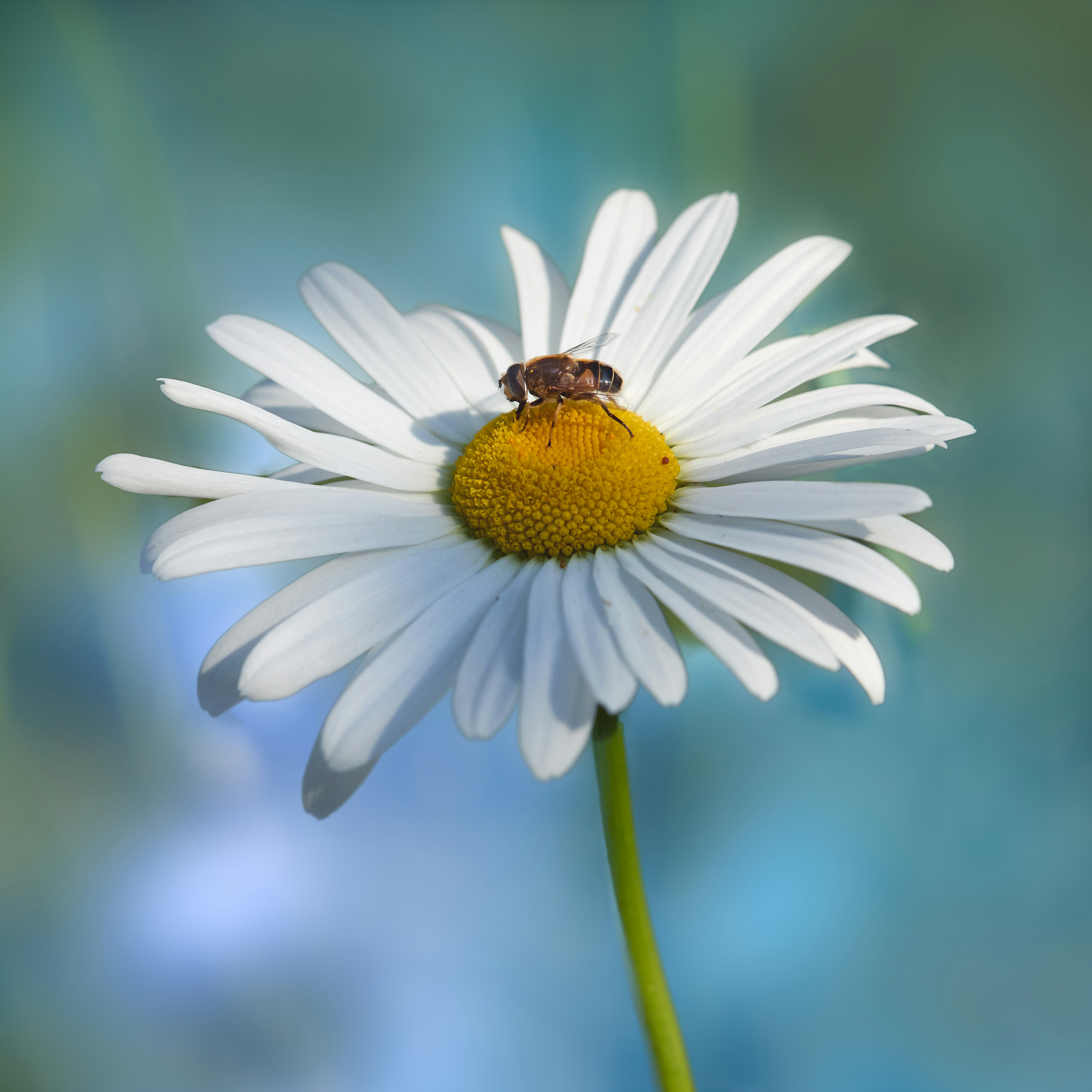 Queen of the Meadow: Daisy with a Tiny Beetle on Center Stage