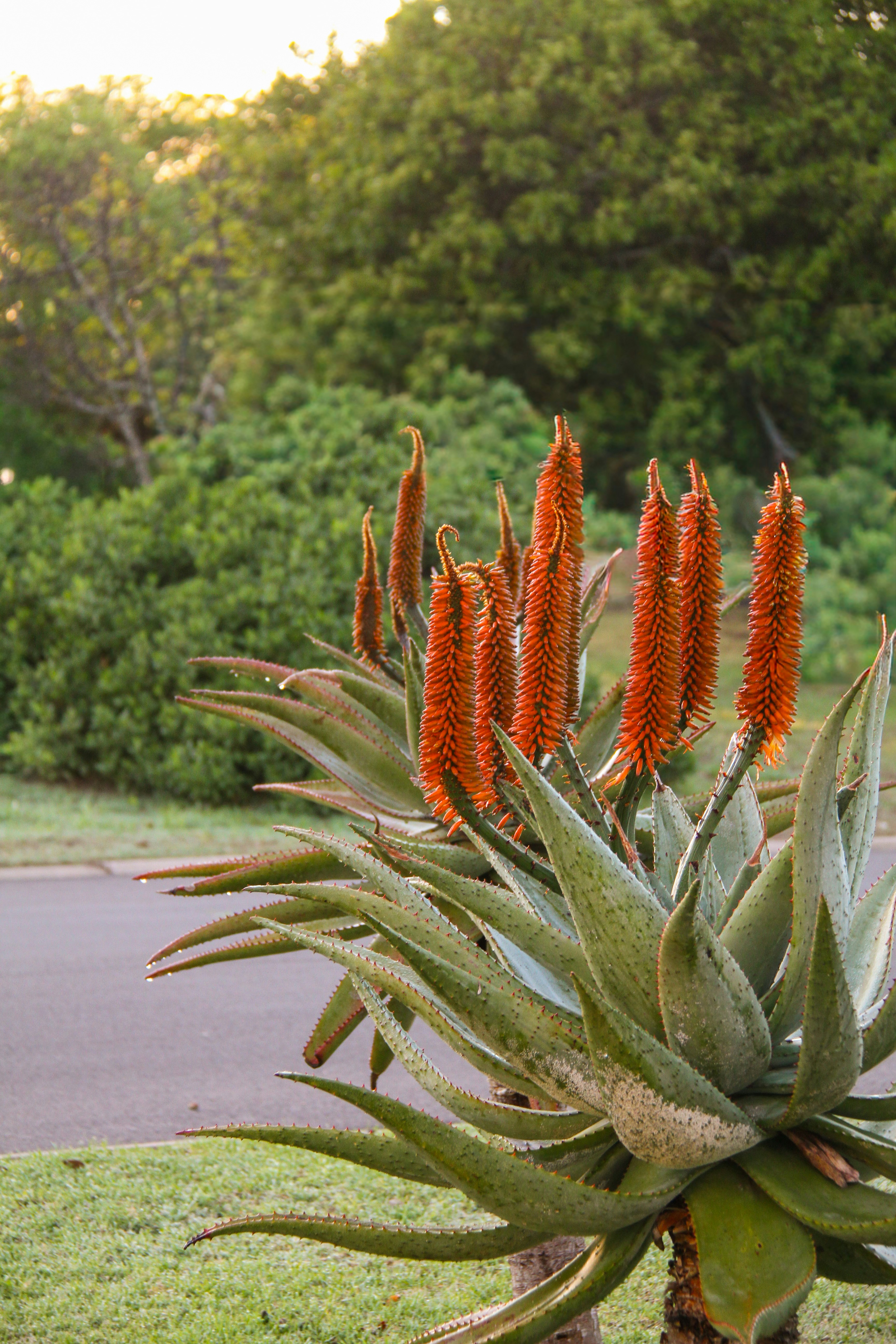 Orange-tipped Aloe Bloomers Stand Tall Against Green Backdrop