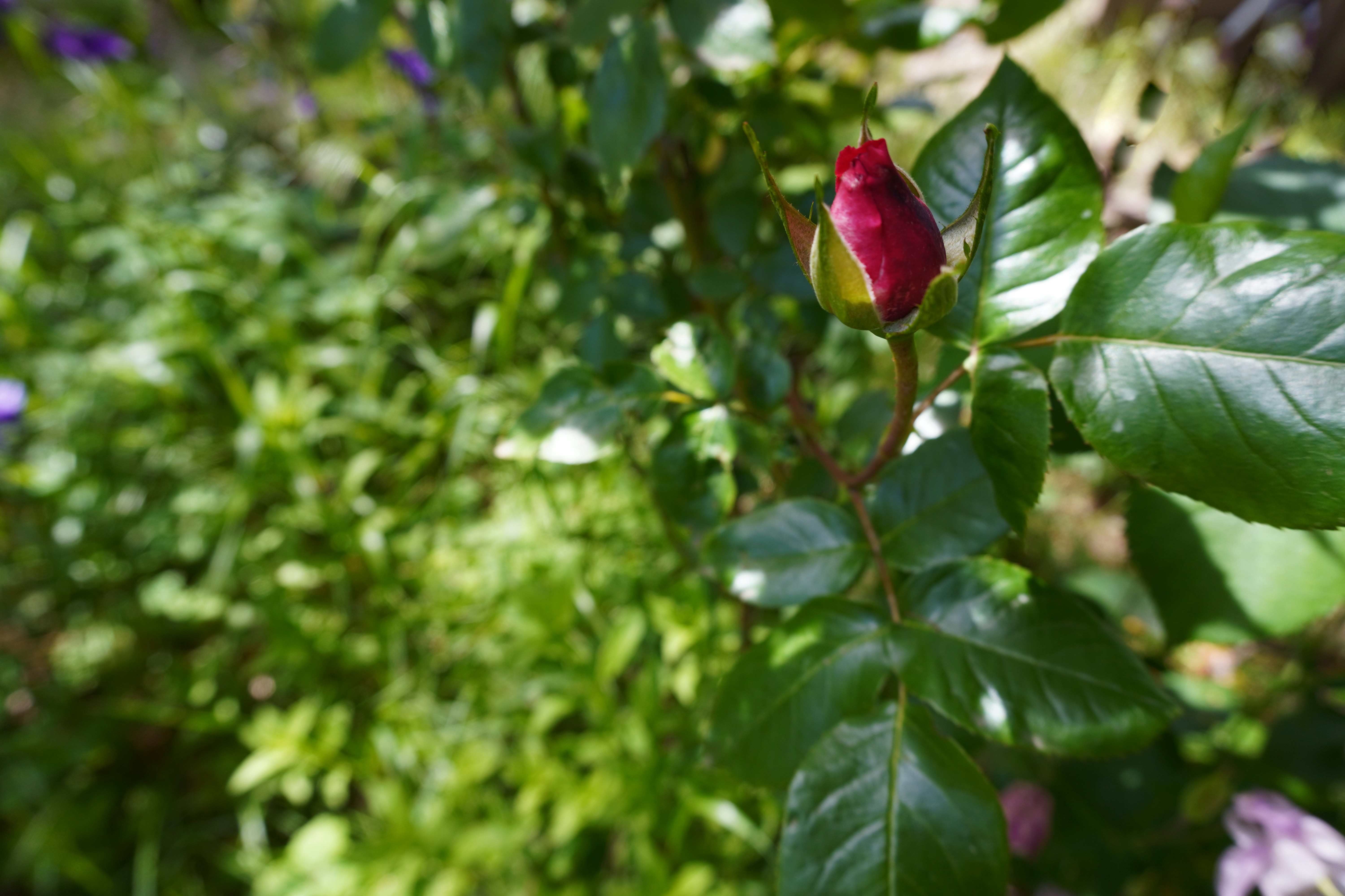 Primrose Bud Amid Green Veil