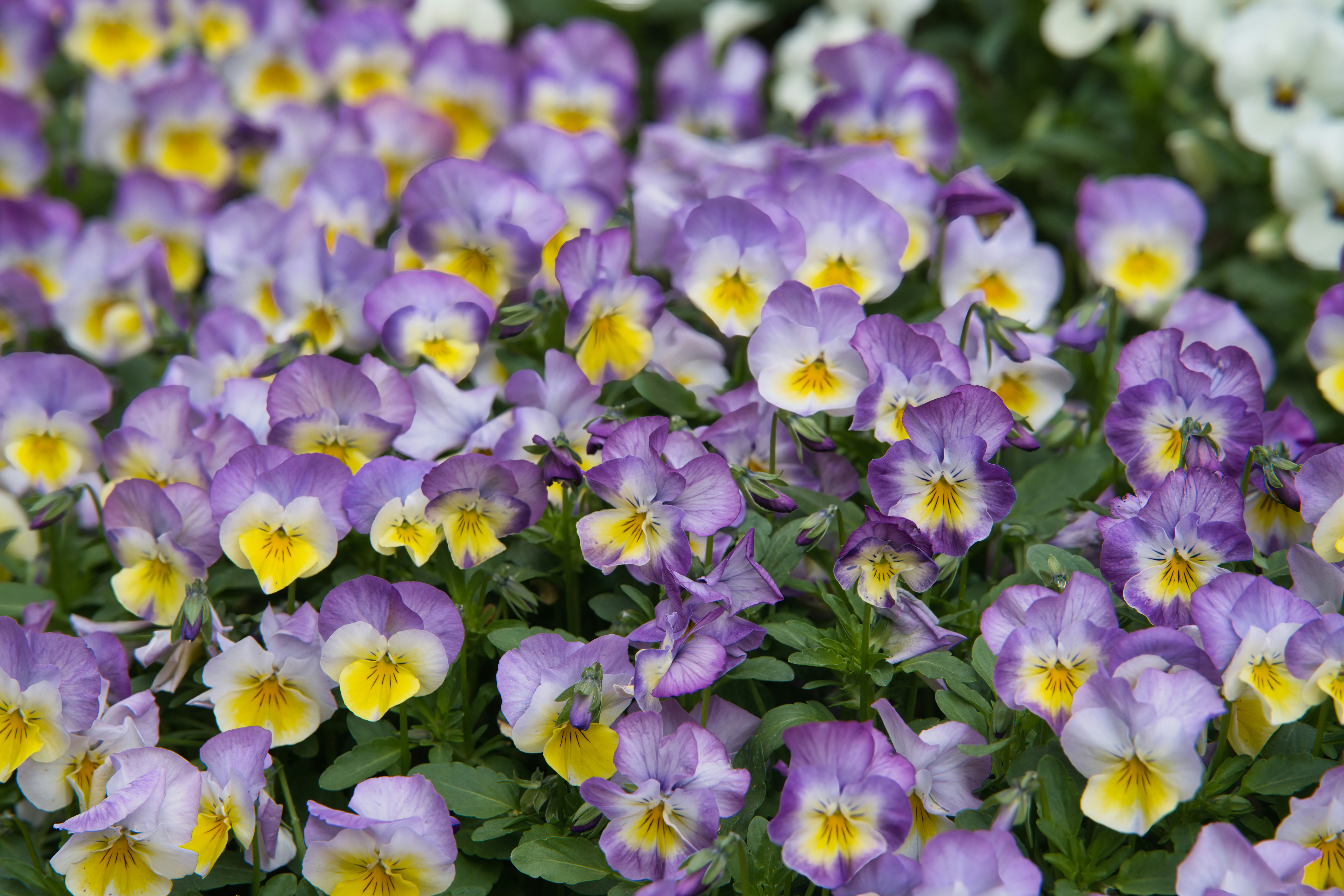 Vibrant Viola Patchwork: A Bed of Purple-and-Yellow Pansies