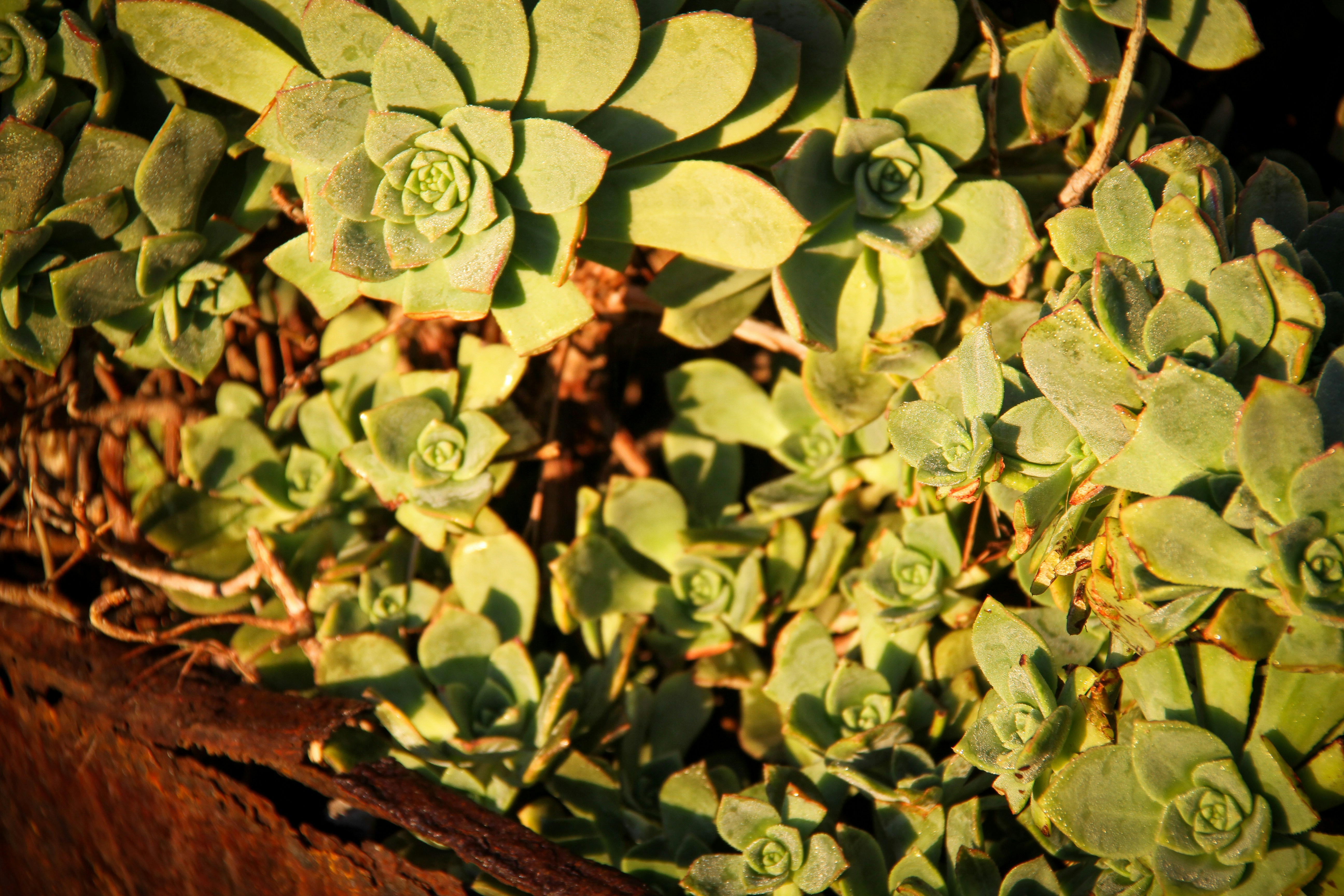 Verdant Macro Mosaic: Succulent leaves in warm sunlight