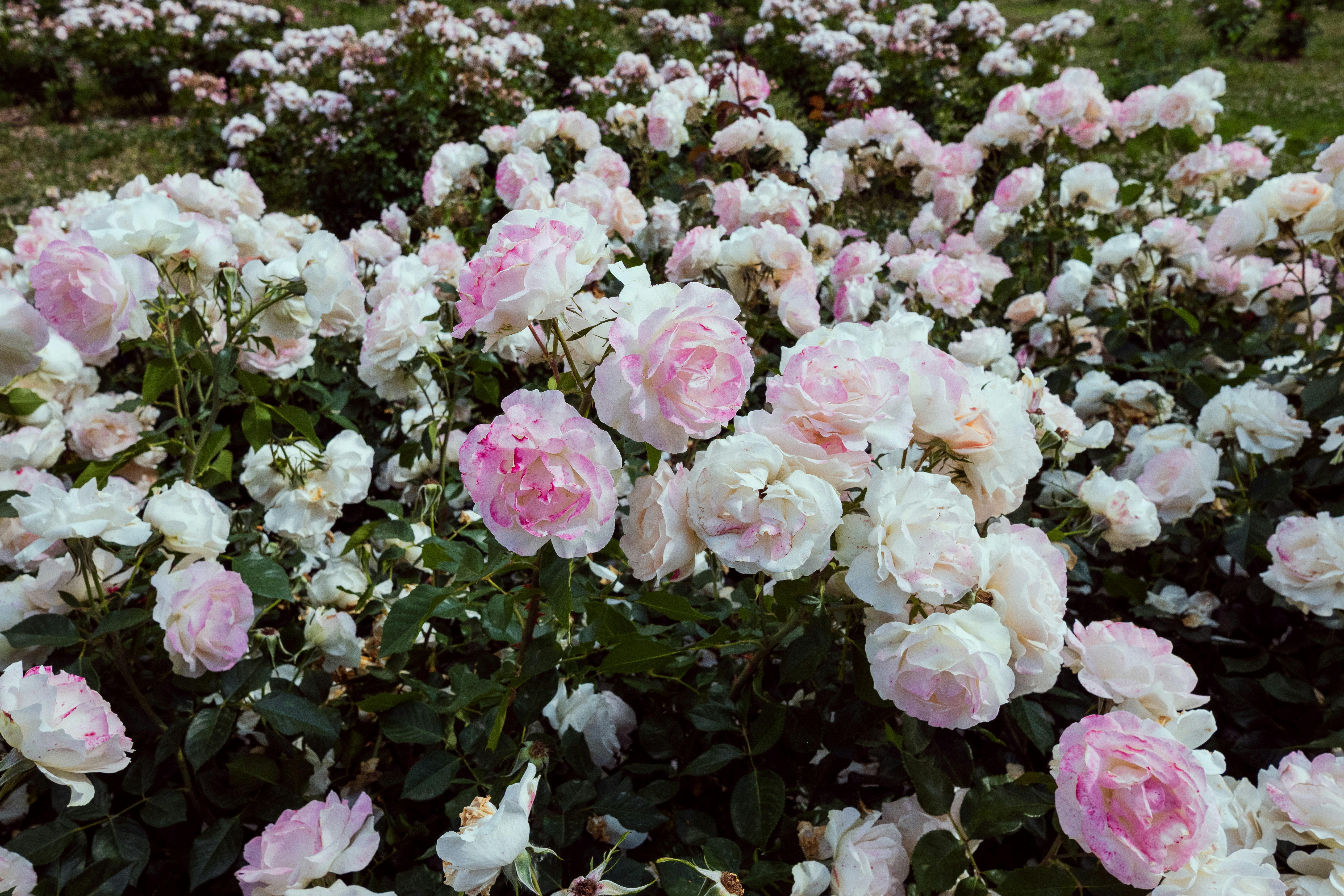 Rosy Confetti Across a Blooming Rose Garden