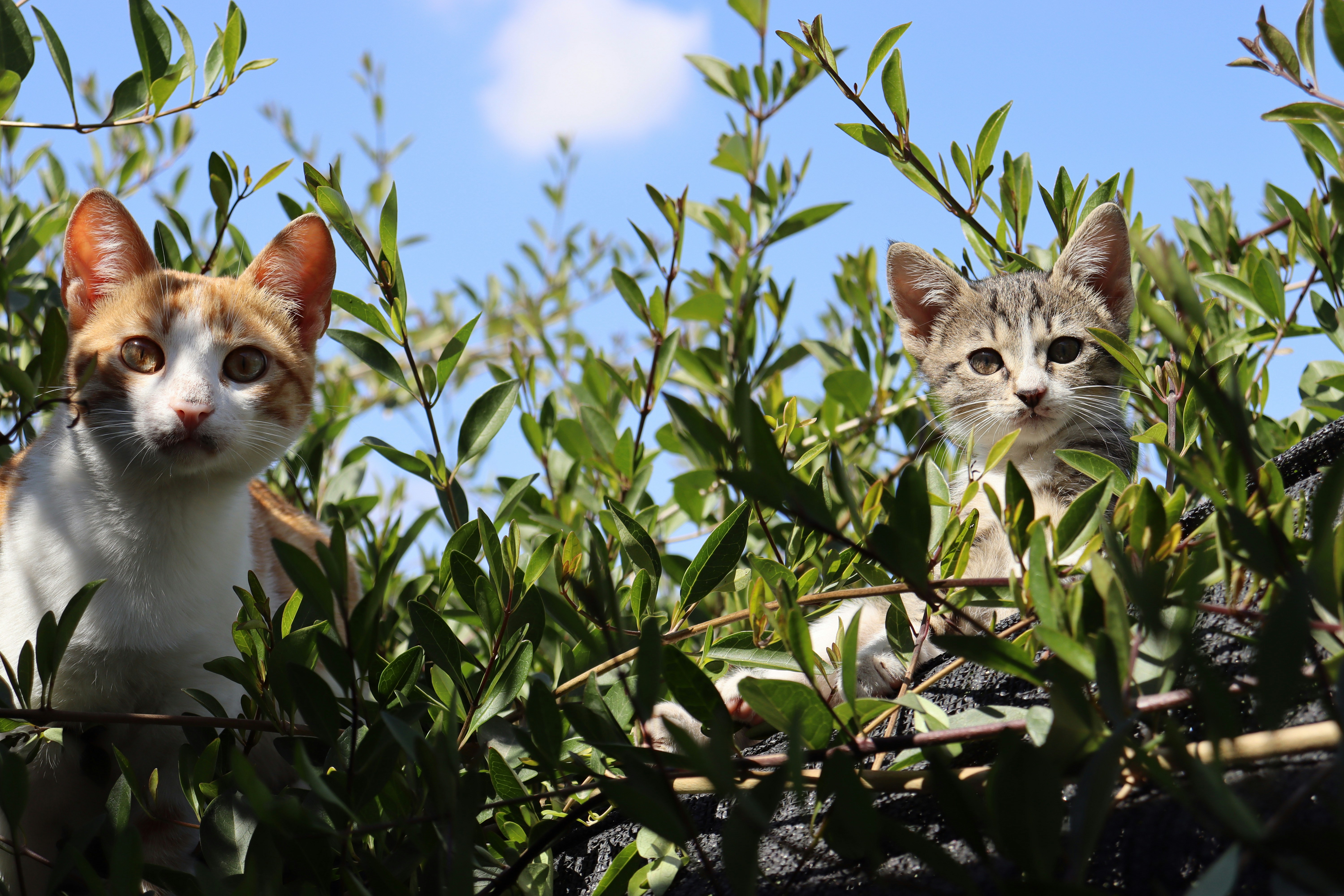A cat and a kitty looking at the camera