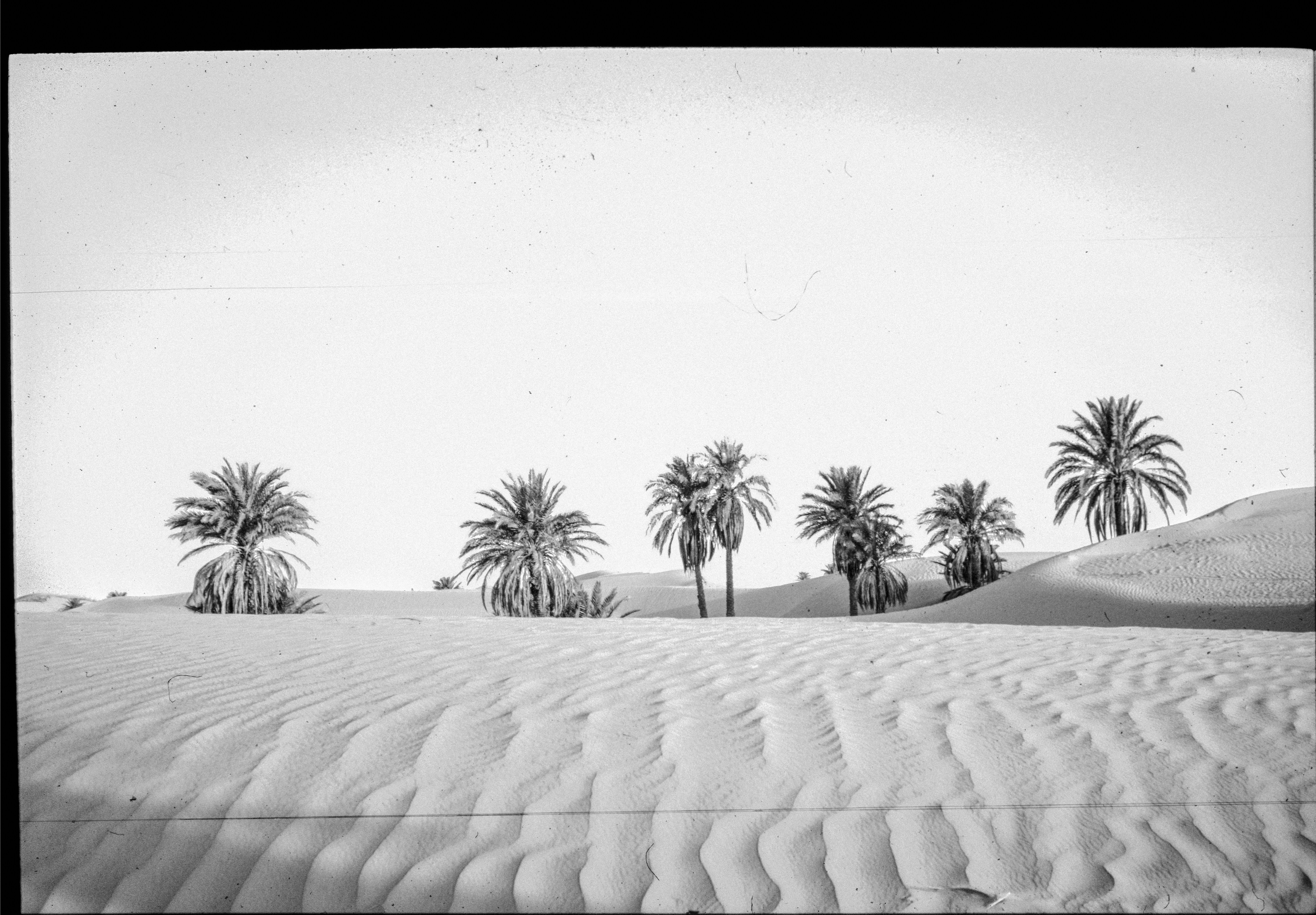 Desert Palm Lines: A Row of Palms on Wind-Swept Dunes