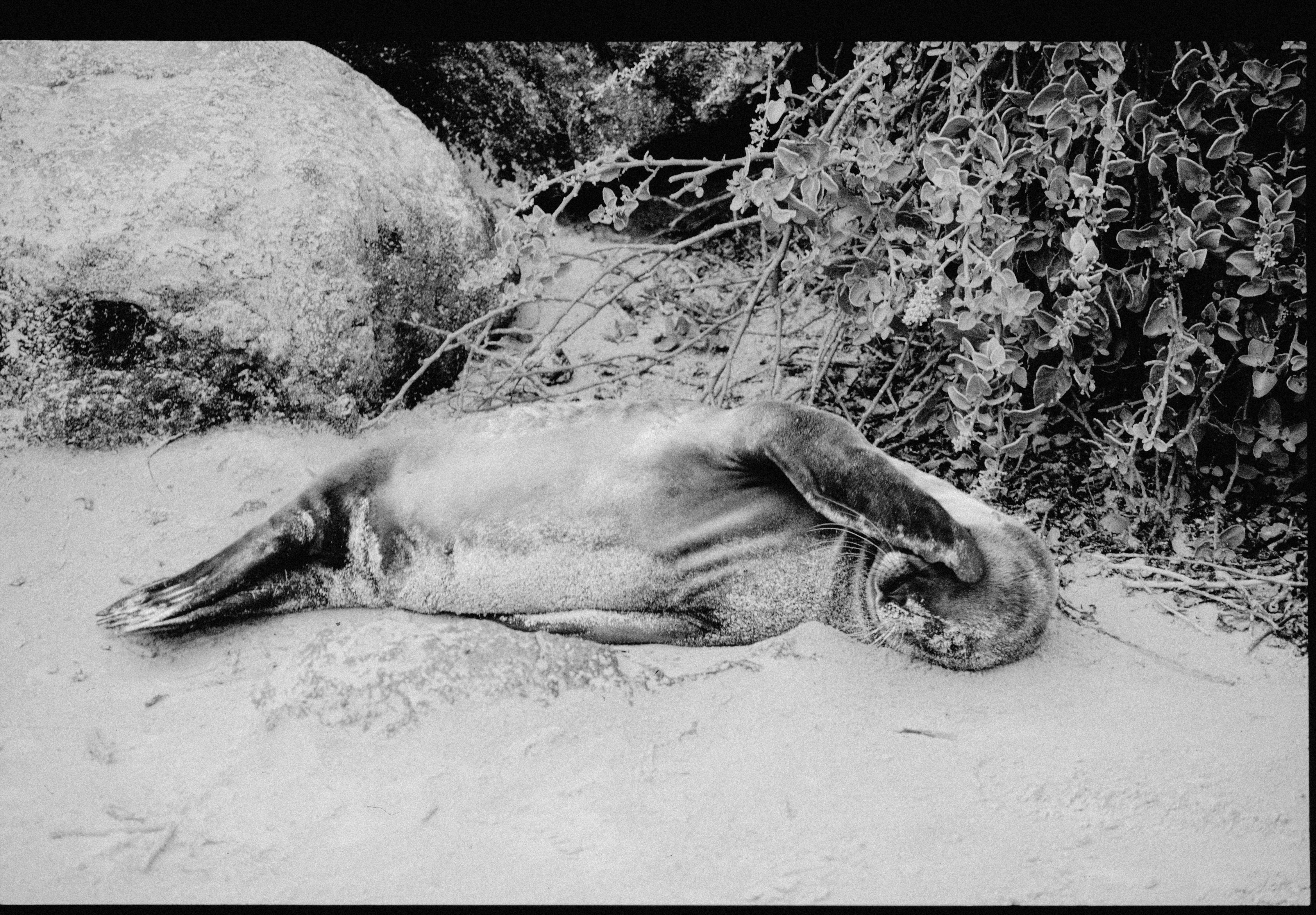 Silent Rest on Sand: A Seal-like Form Luxuriates by Sparse Foliage