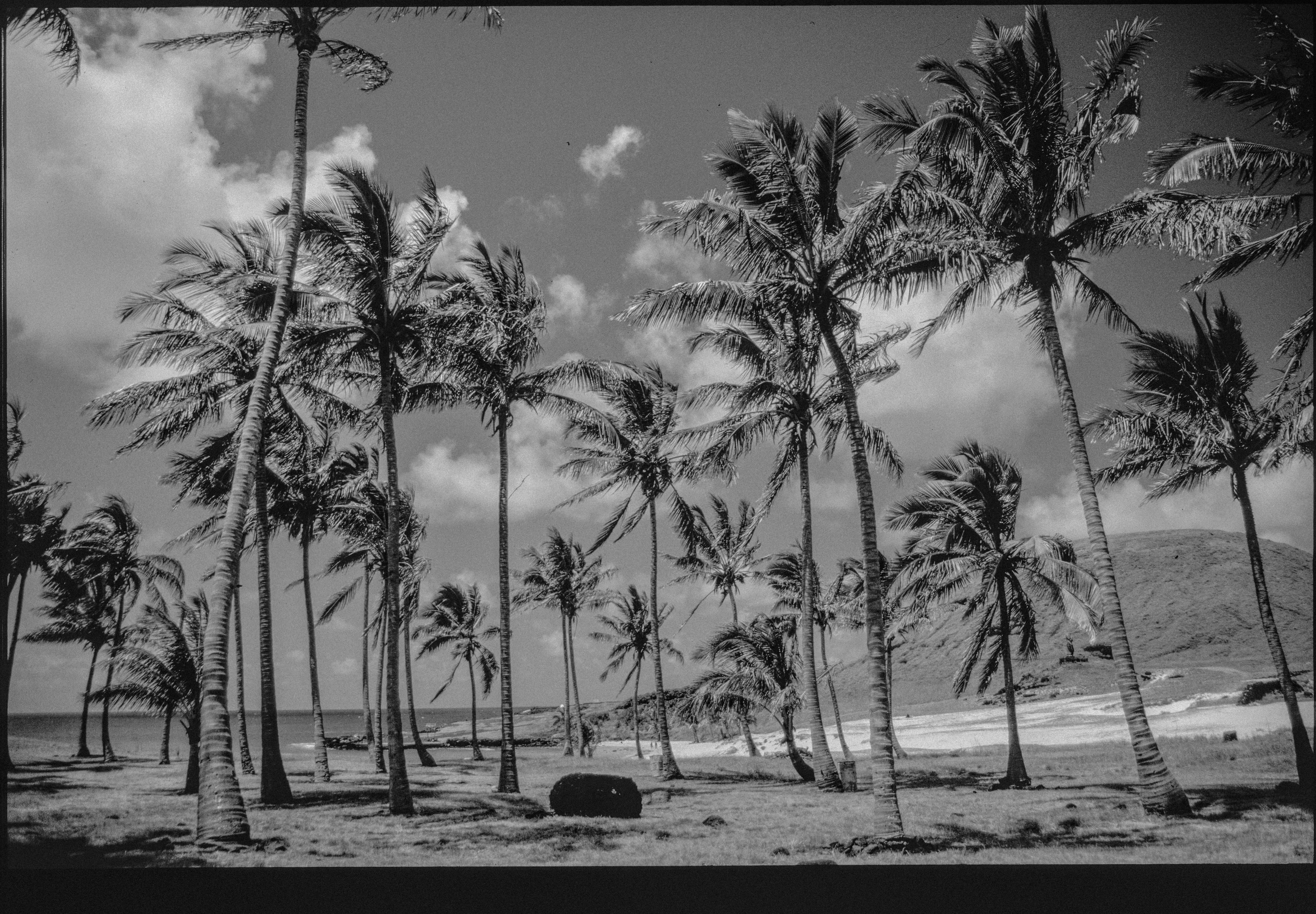 Palm Alley at Shoreline: A Quiet Seascape in Mono