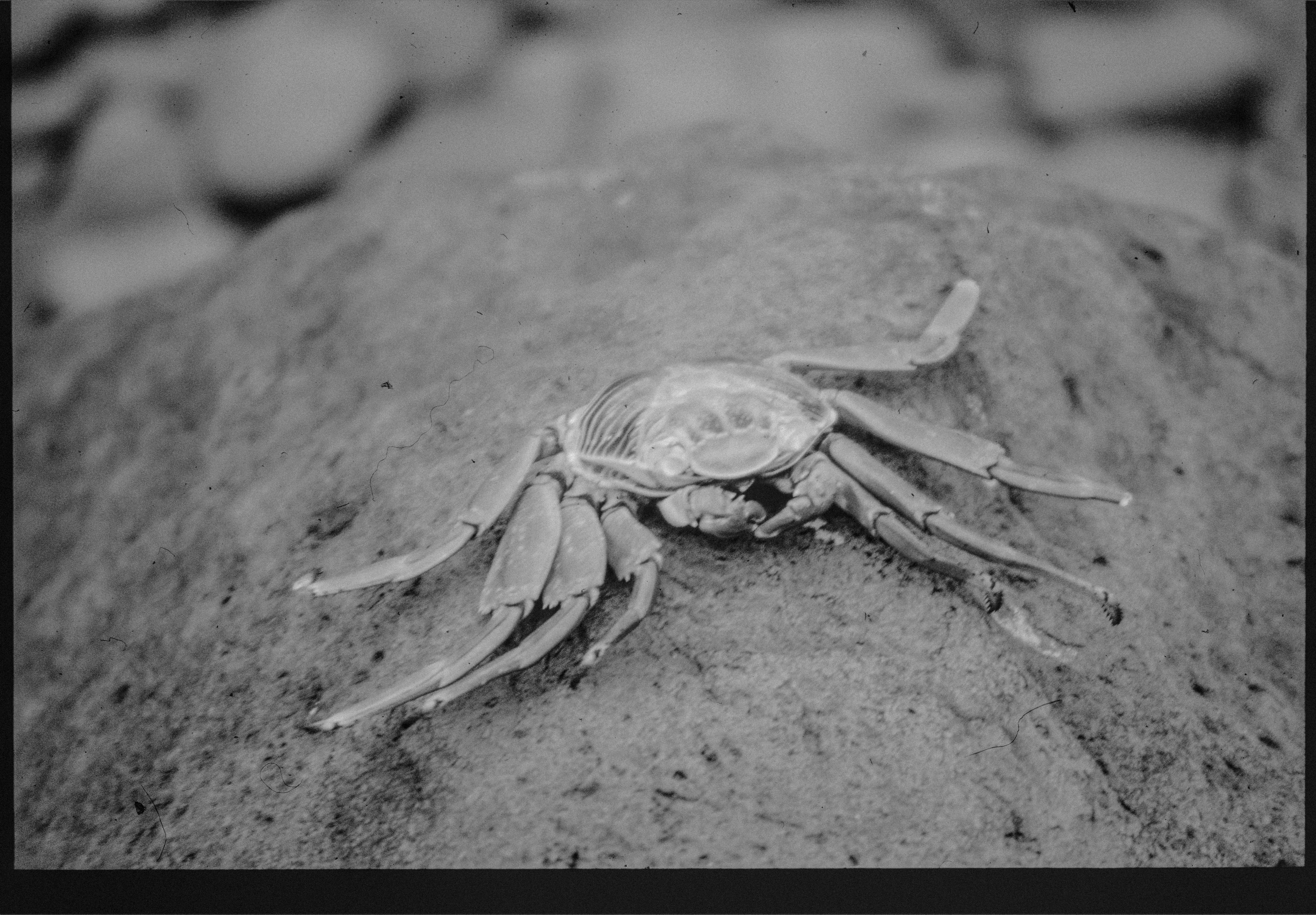 Crab on a weathered rock: a grayscale study of texture and grit