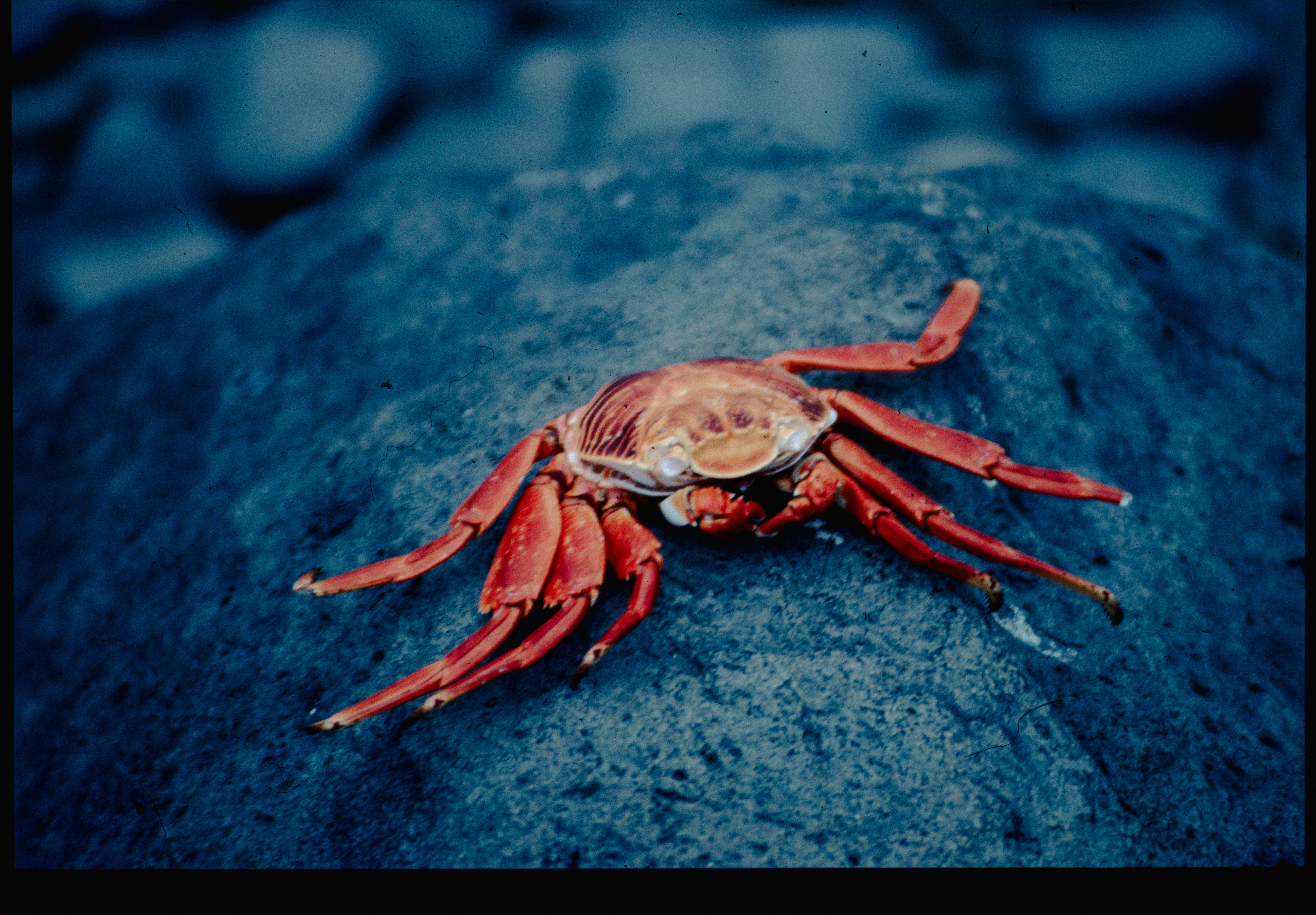 A vibrant red crab rests on a dark blue rock. photo – Free Animal Image ...