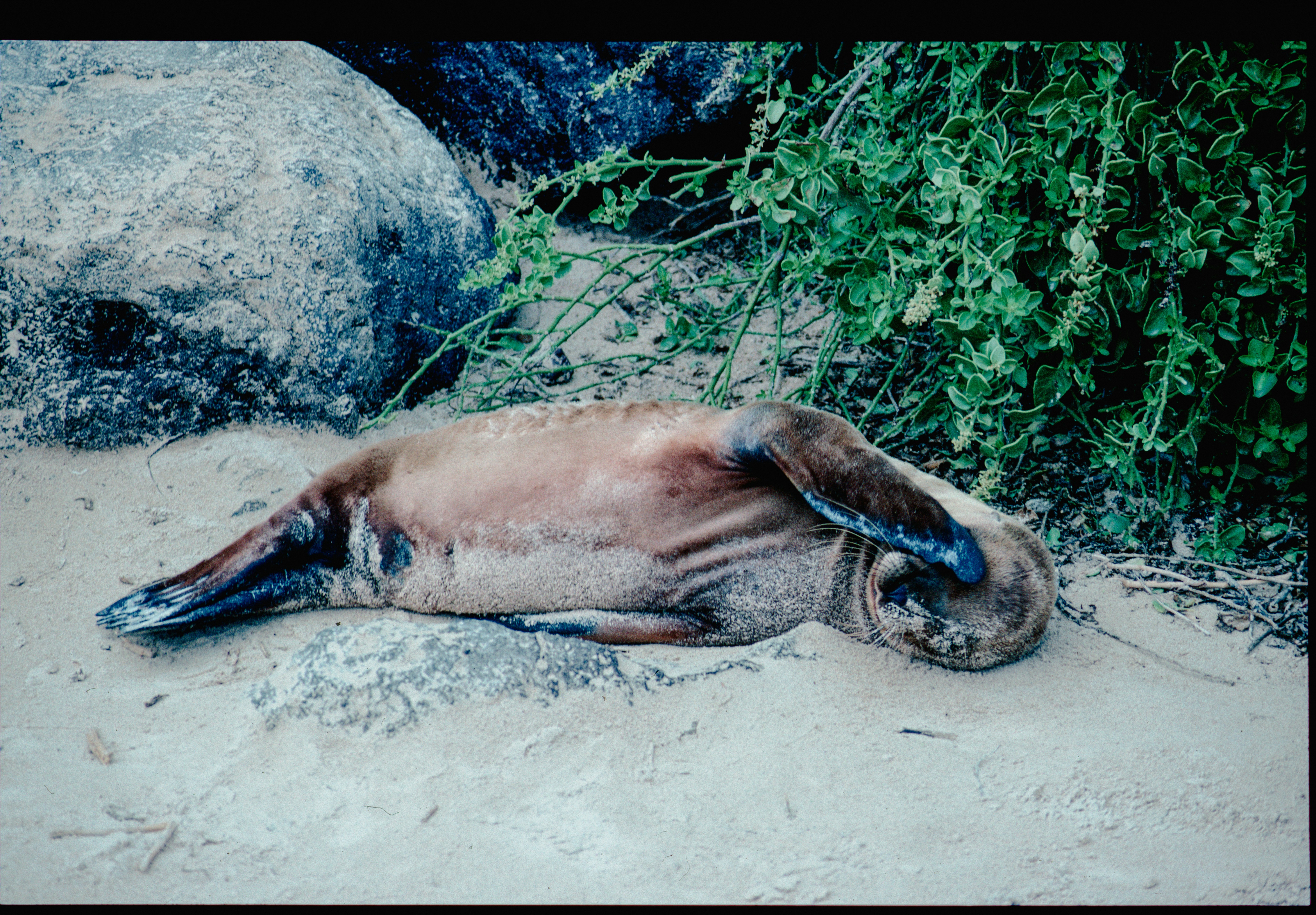 Wakeful Quiet: A Sea Otter-like Creature Resting on Sandy Shore
