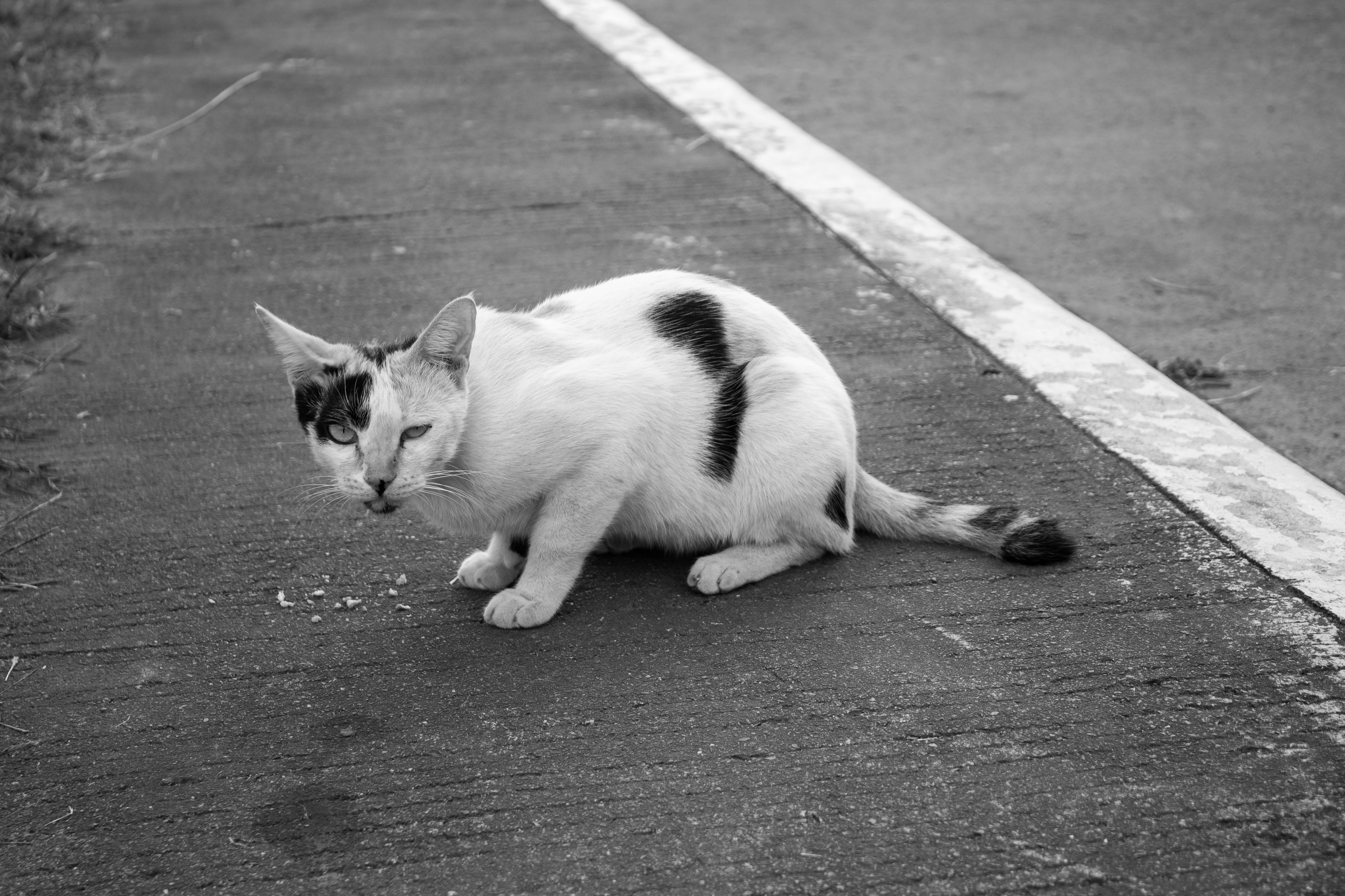 Hessian Wanderer: a lone cat pauses on a chalk-lined road