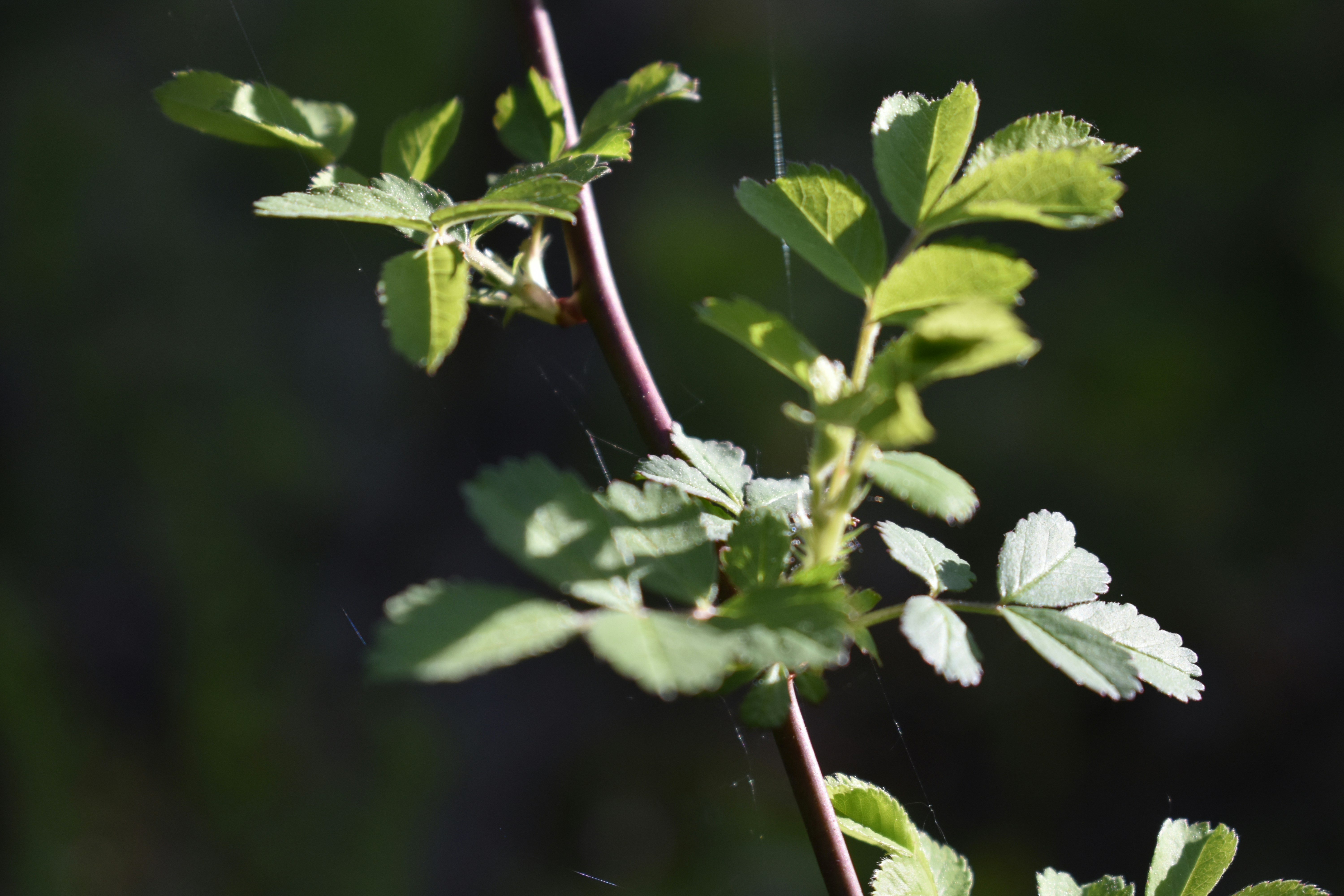 Spindly Rose Stem in Sharp Focus with Delicate Spider Silk