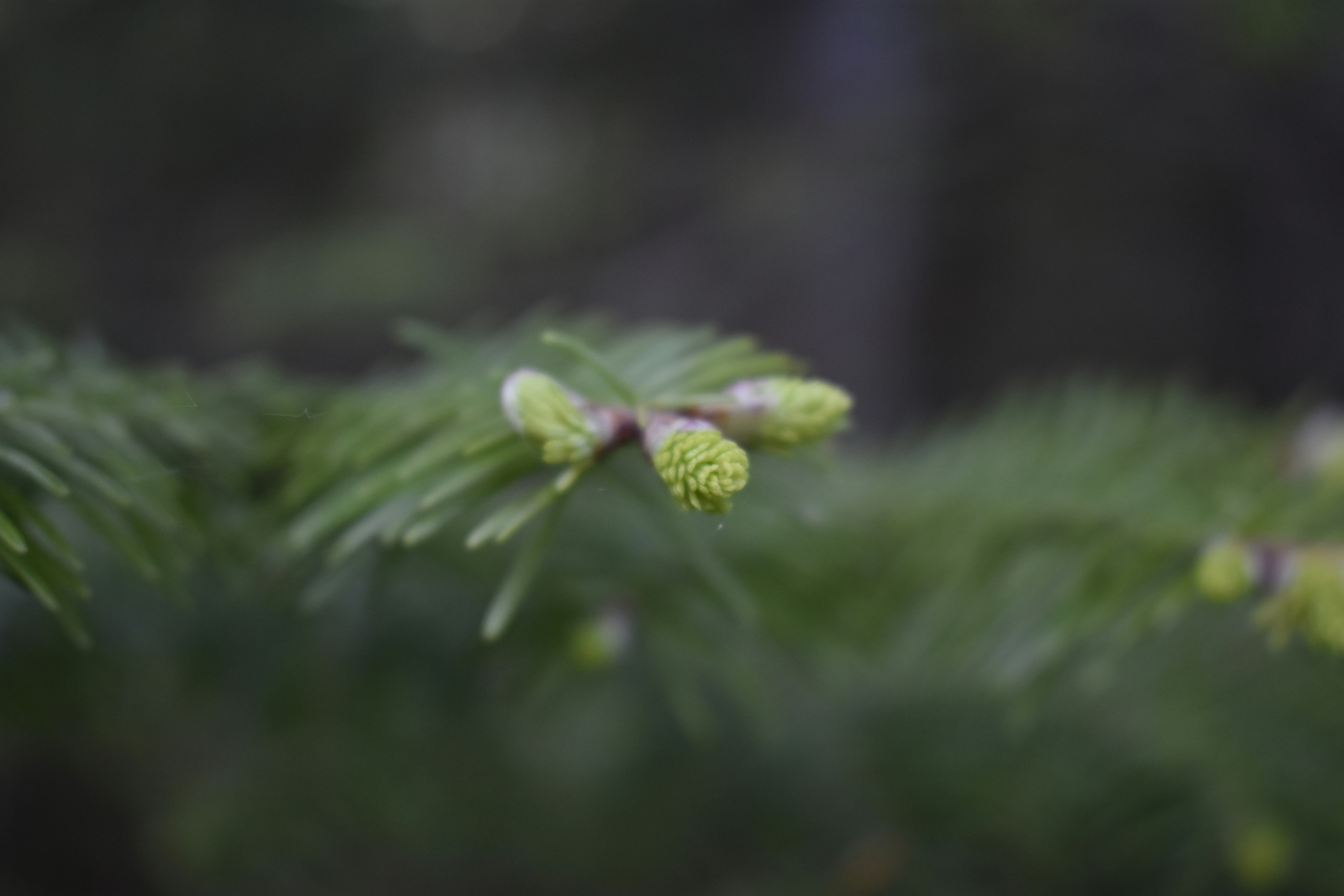 Soft Green Buds in a Quiet Pine Meadow