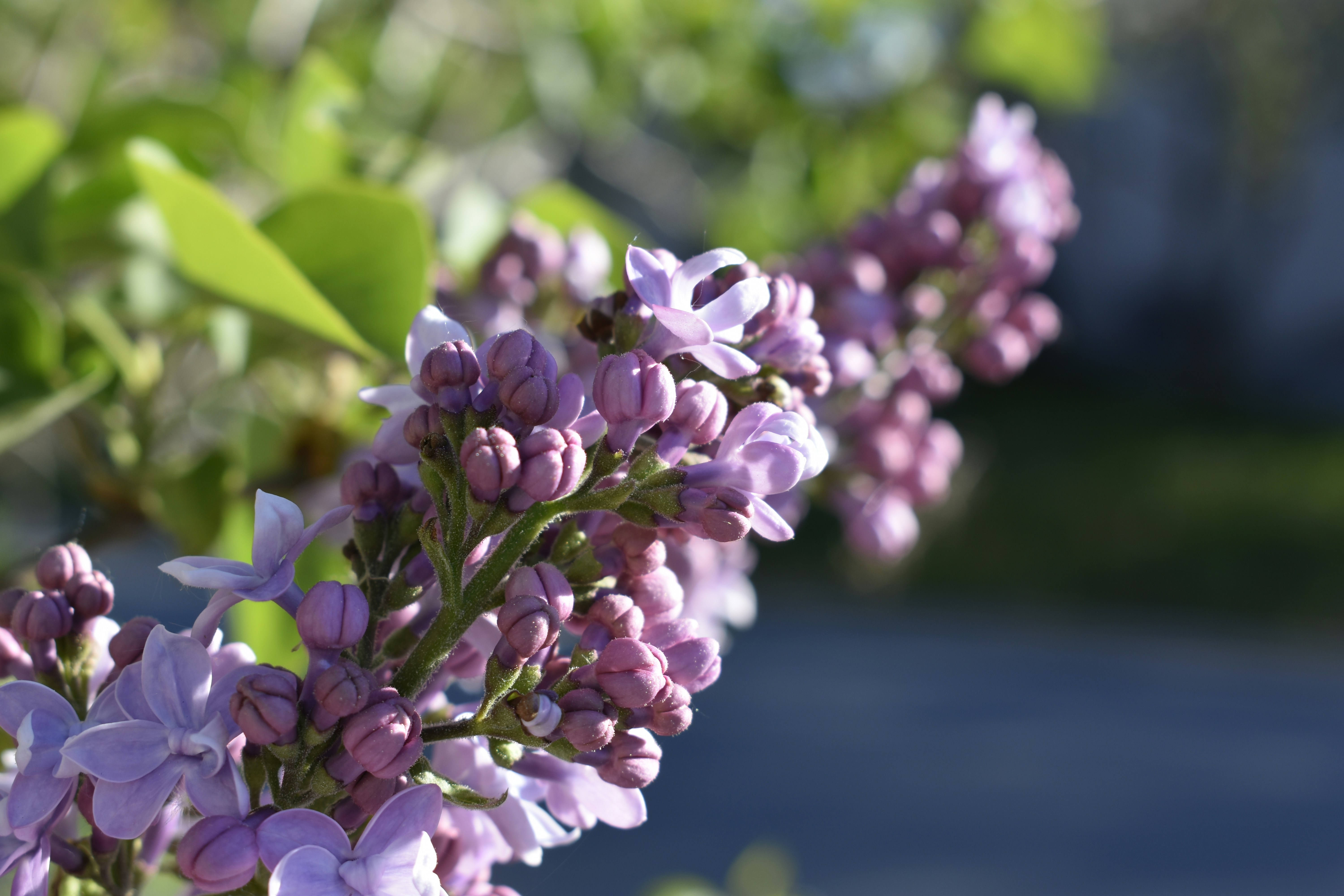 Lilac Cascade in Soft Morning Light