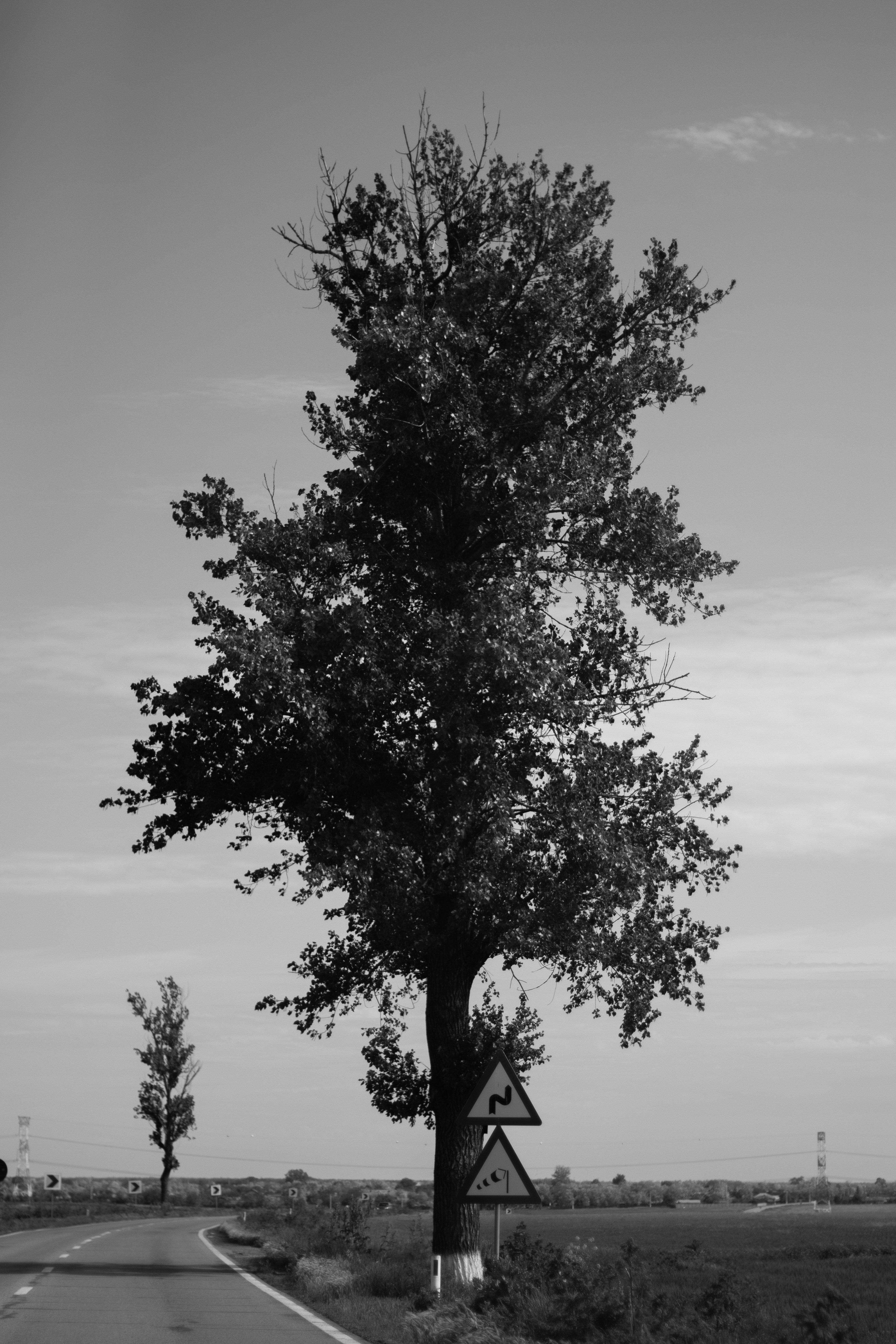 Silhouette Sentinel: A Lone Tree Framed by Open Plains