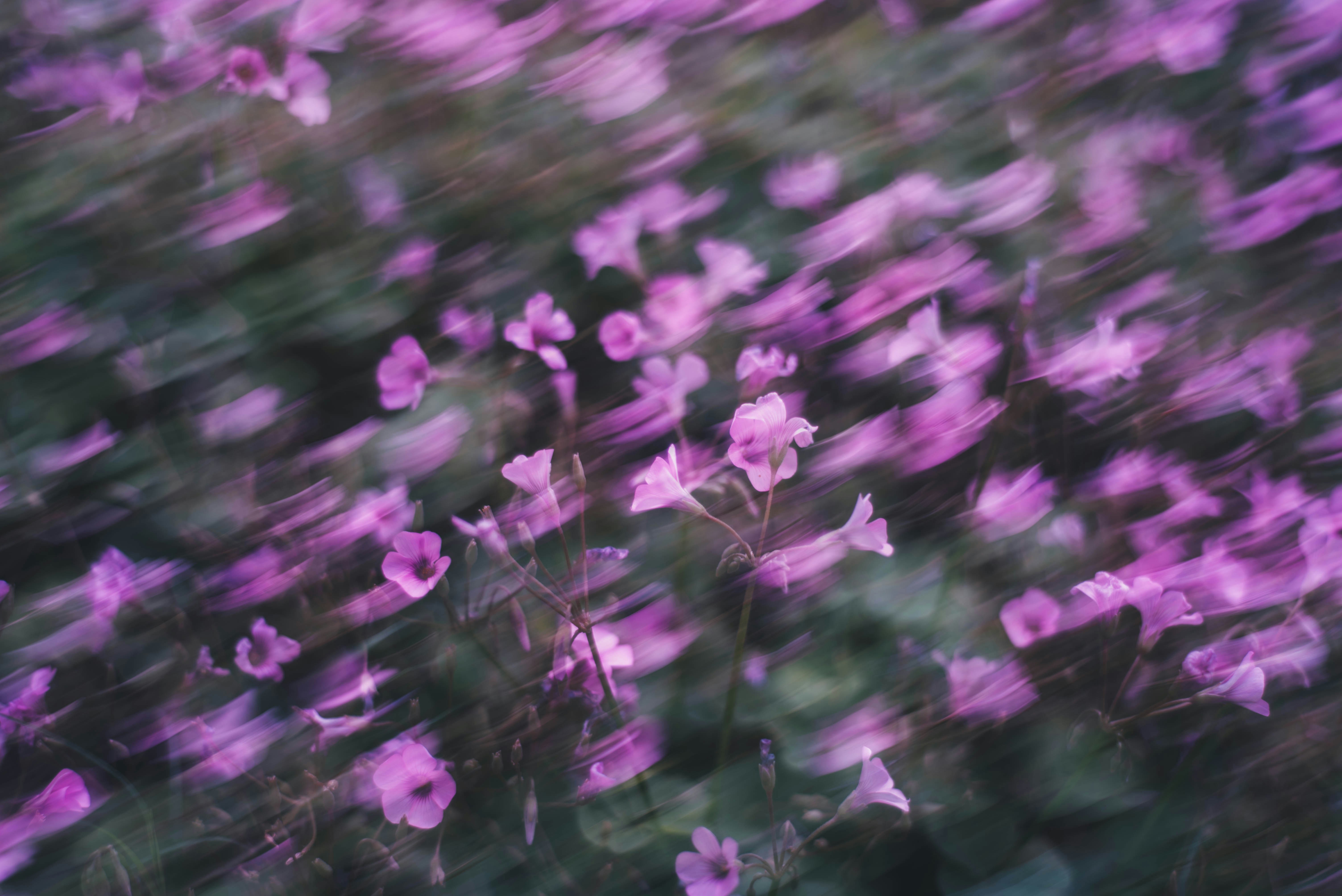 Softly Blooming in Motion: Lavender Hues Under a Brush of Blur