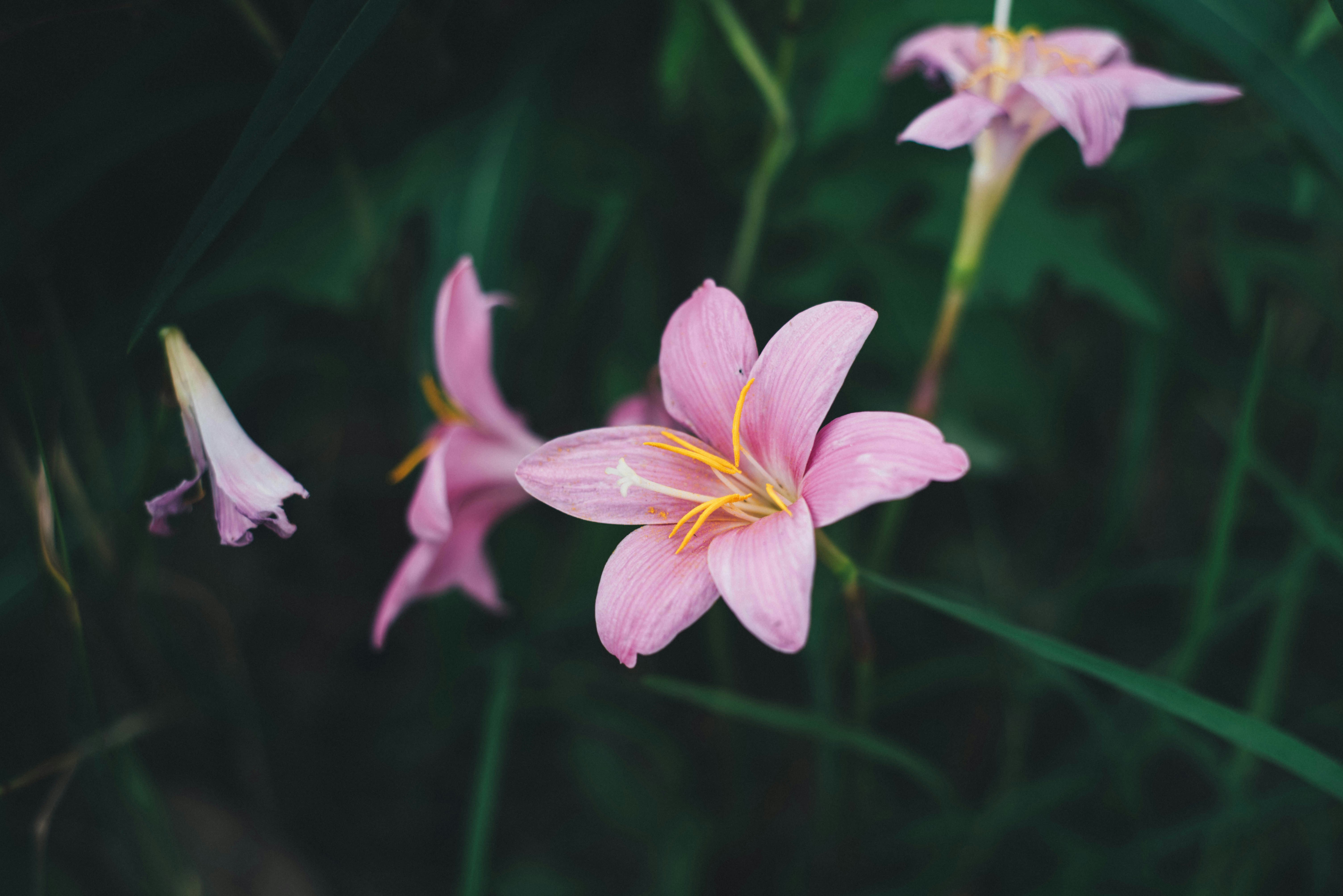 Pink Lily Triumph: A Delicate Bloom in Soft Focus Light