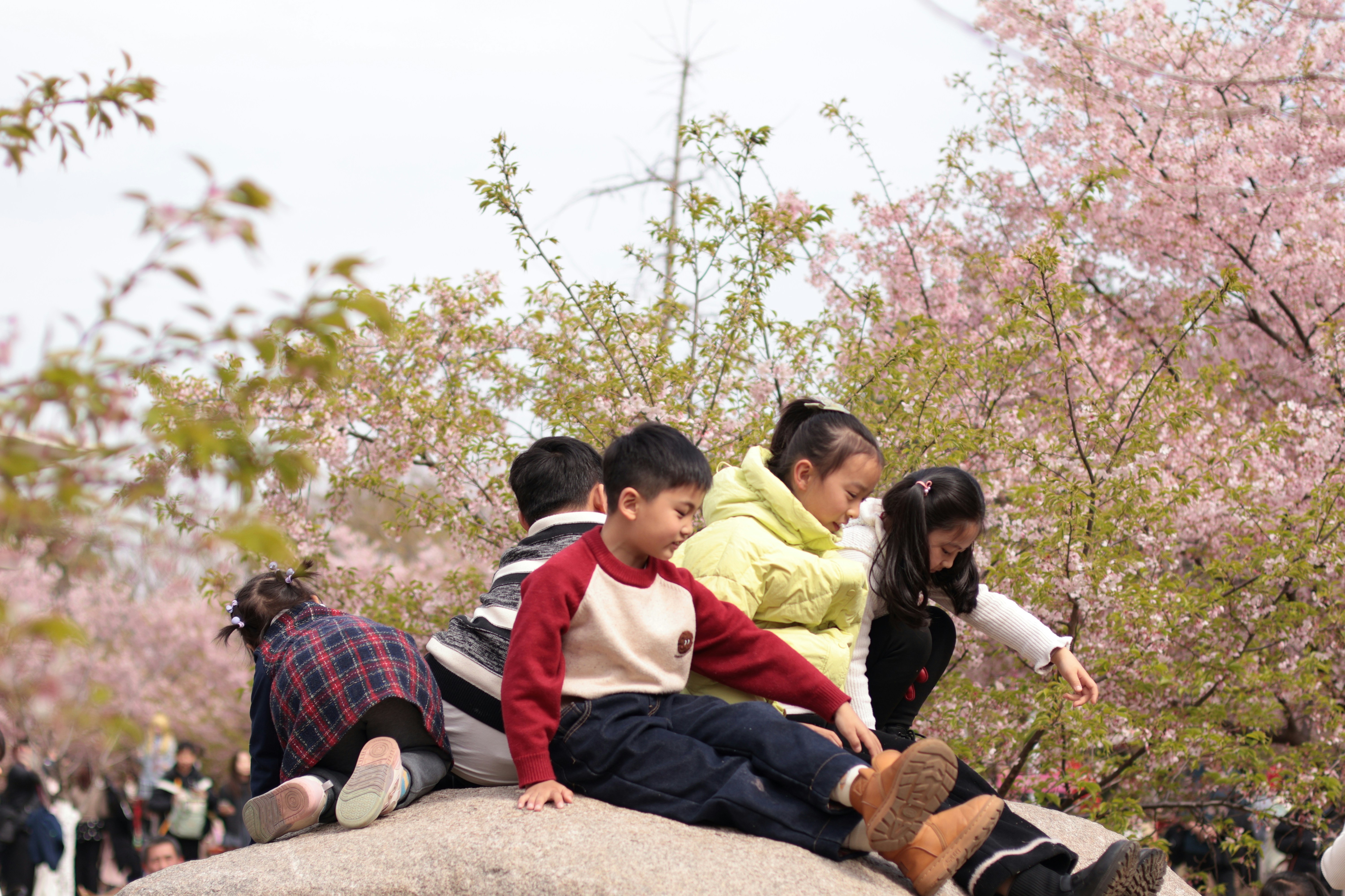 Kids climbing a rock surrounded by cherry blossom