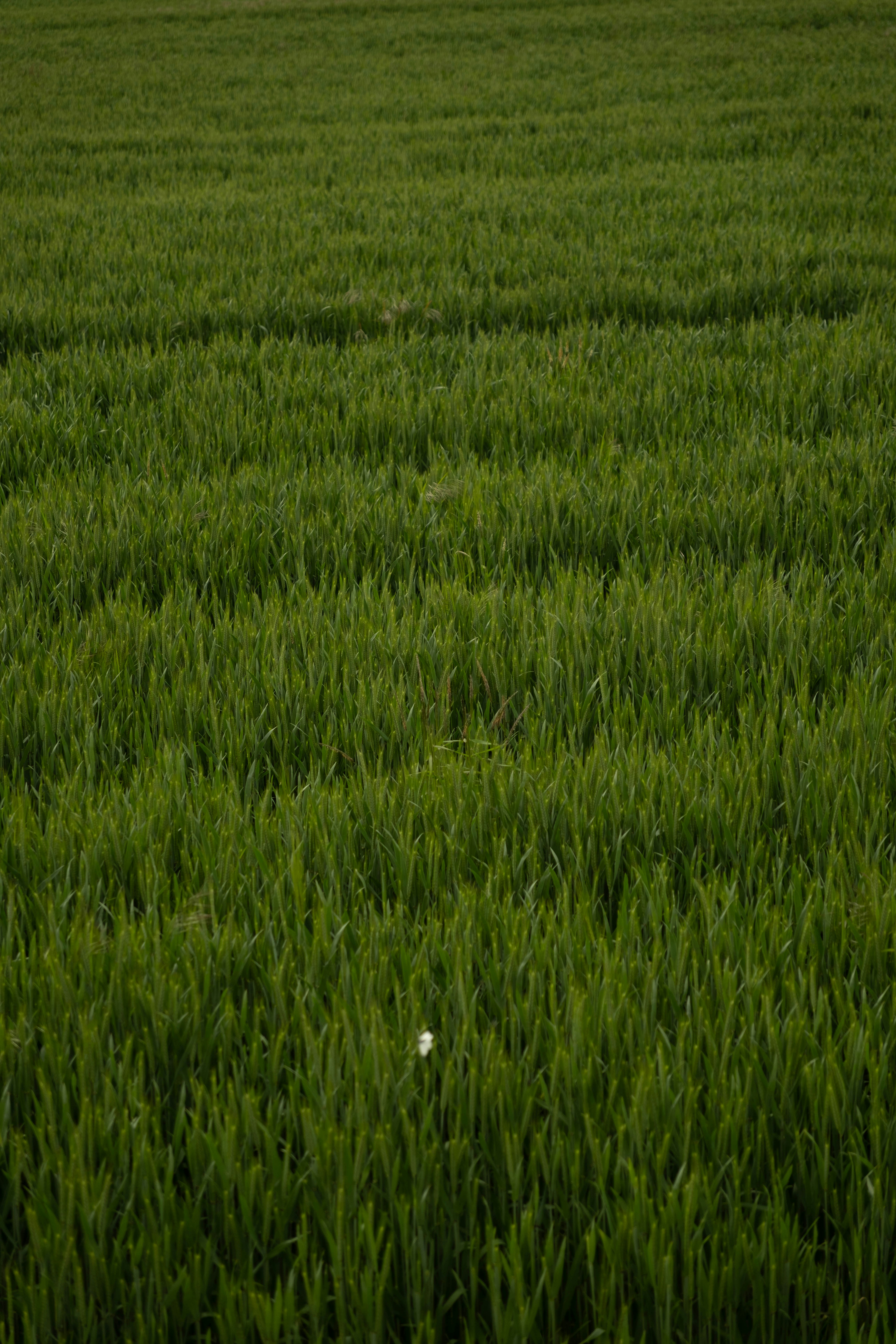 Green Field Echoes: Morning Light on a Sea of Grass