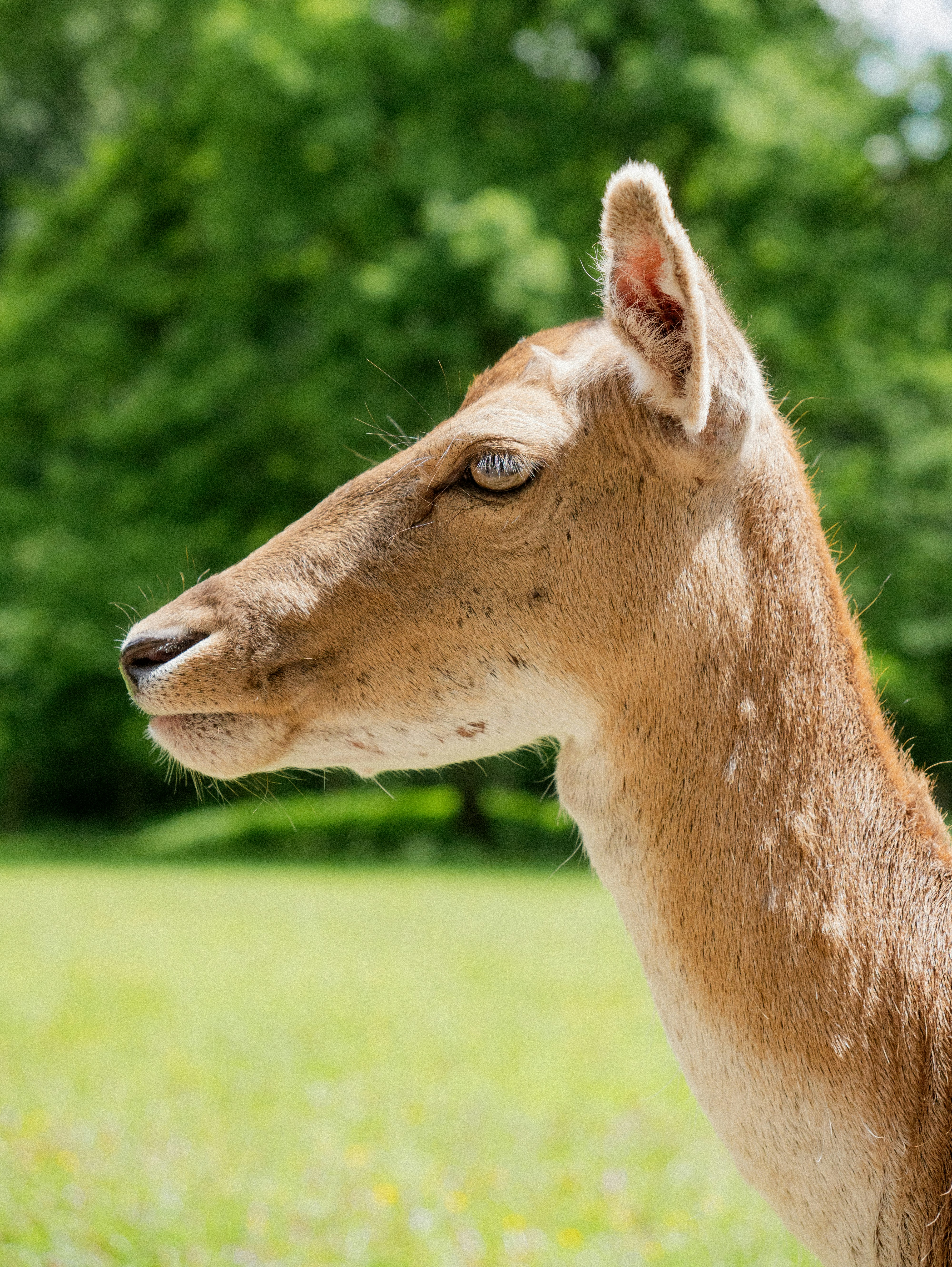 Side Profile of a Grazing Giraffe in Sunlit Field