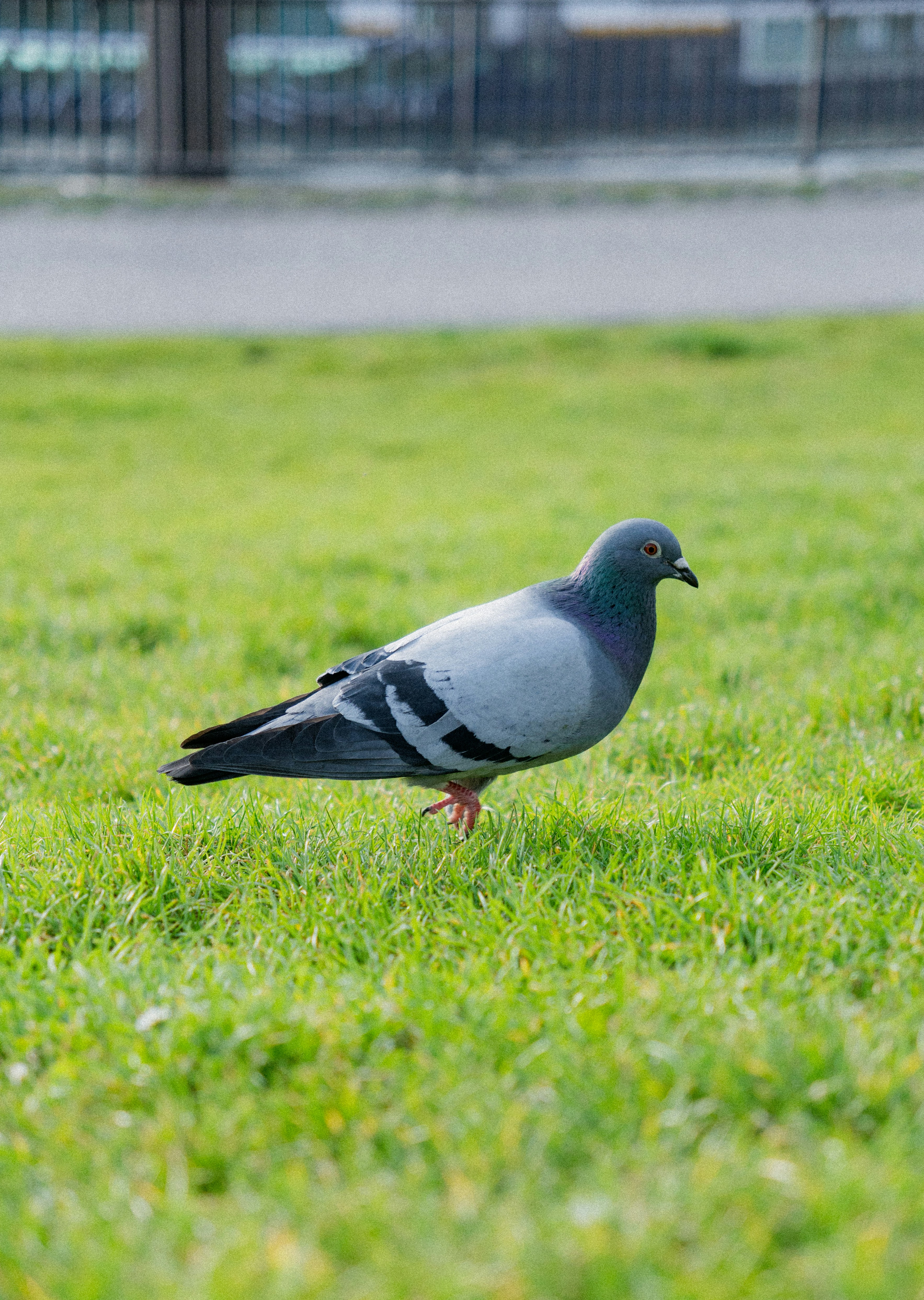 Grazer in Profile: A Pigeon on Bright Turf