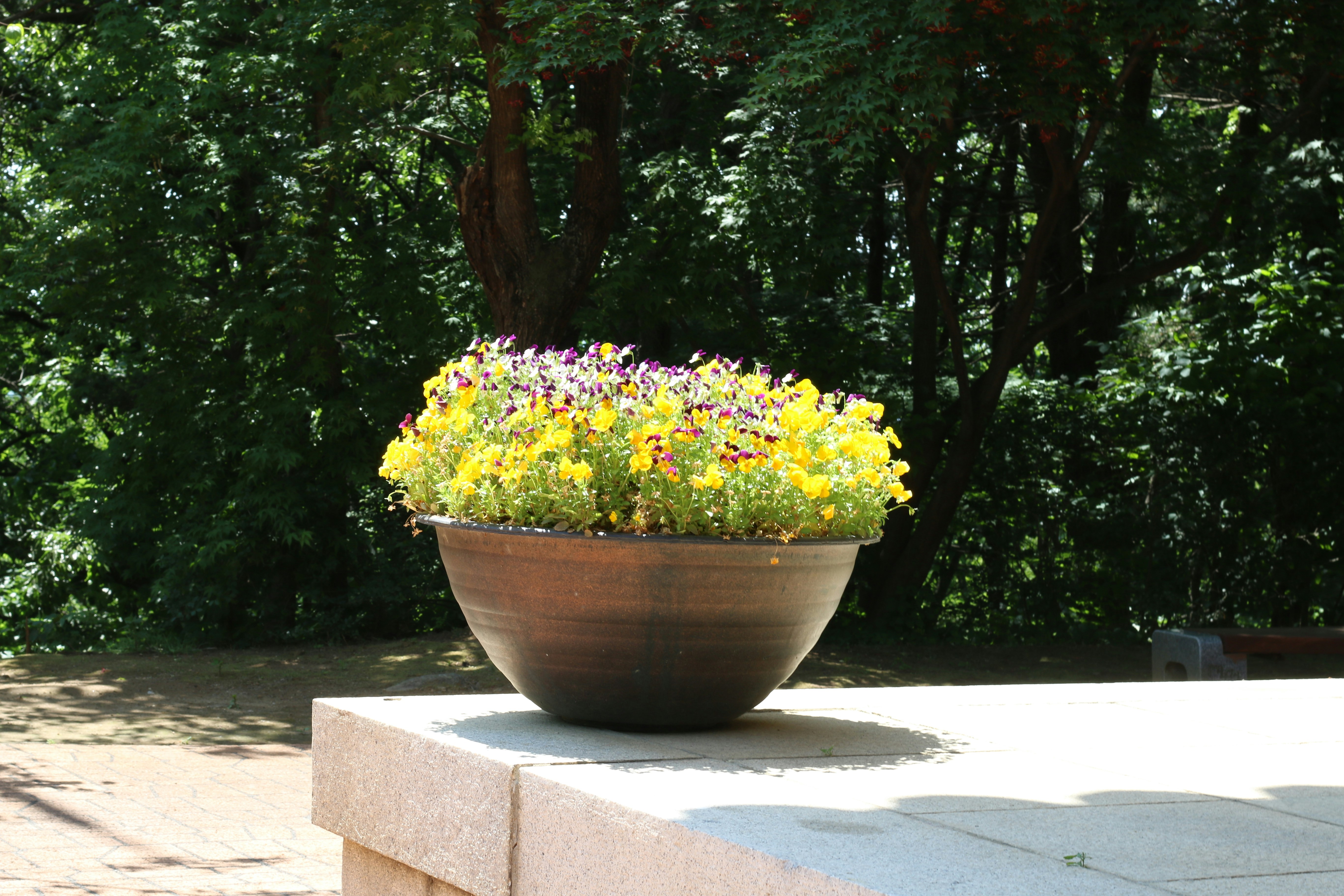 Sunlit Ceramic Pot Bursting with Spring Colors on a Stone Pedestal