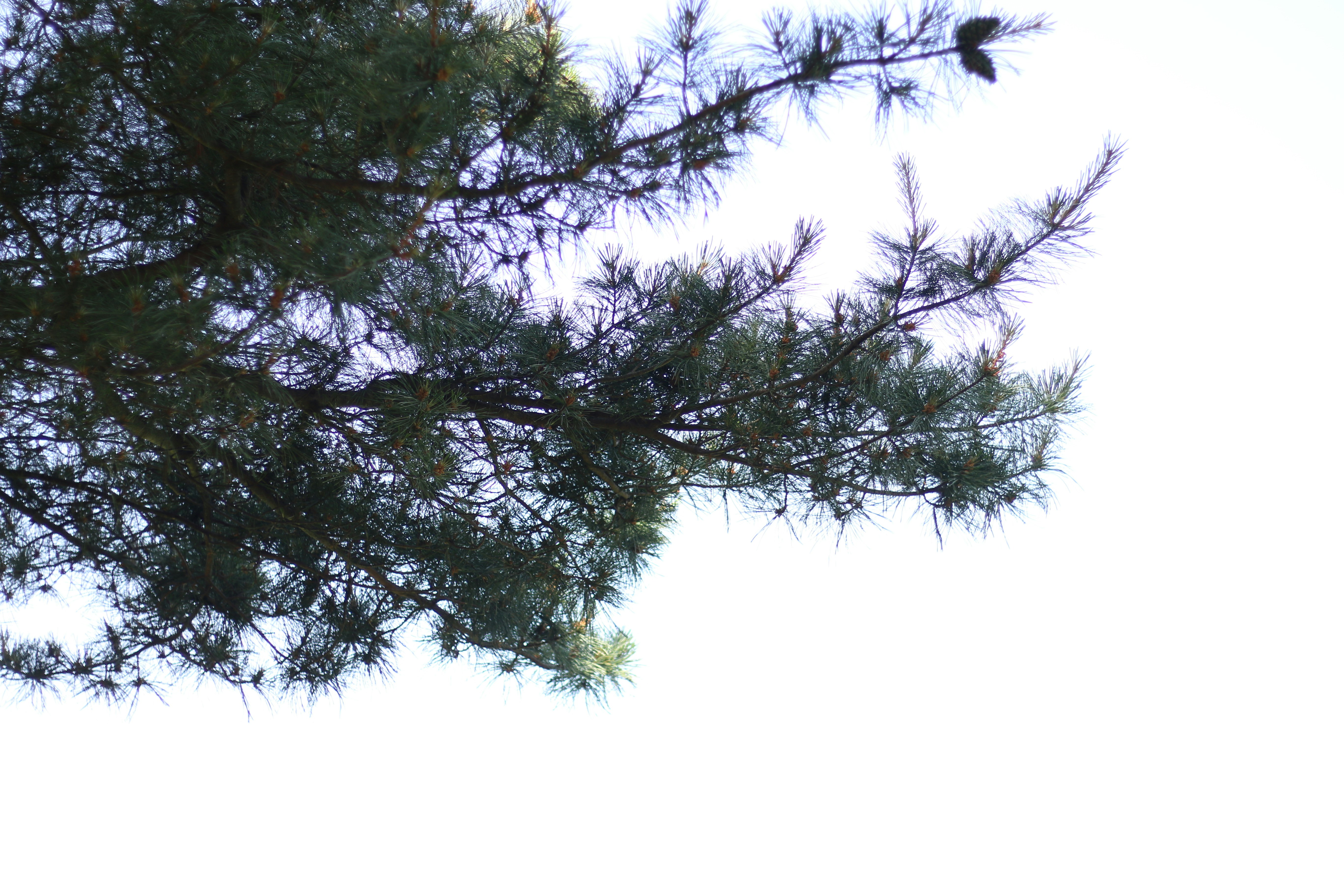 Branching Convergence at the Edge of Sky