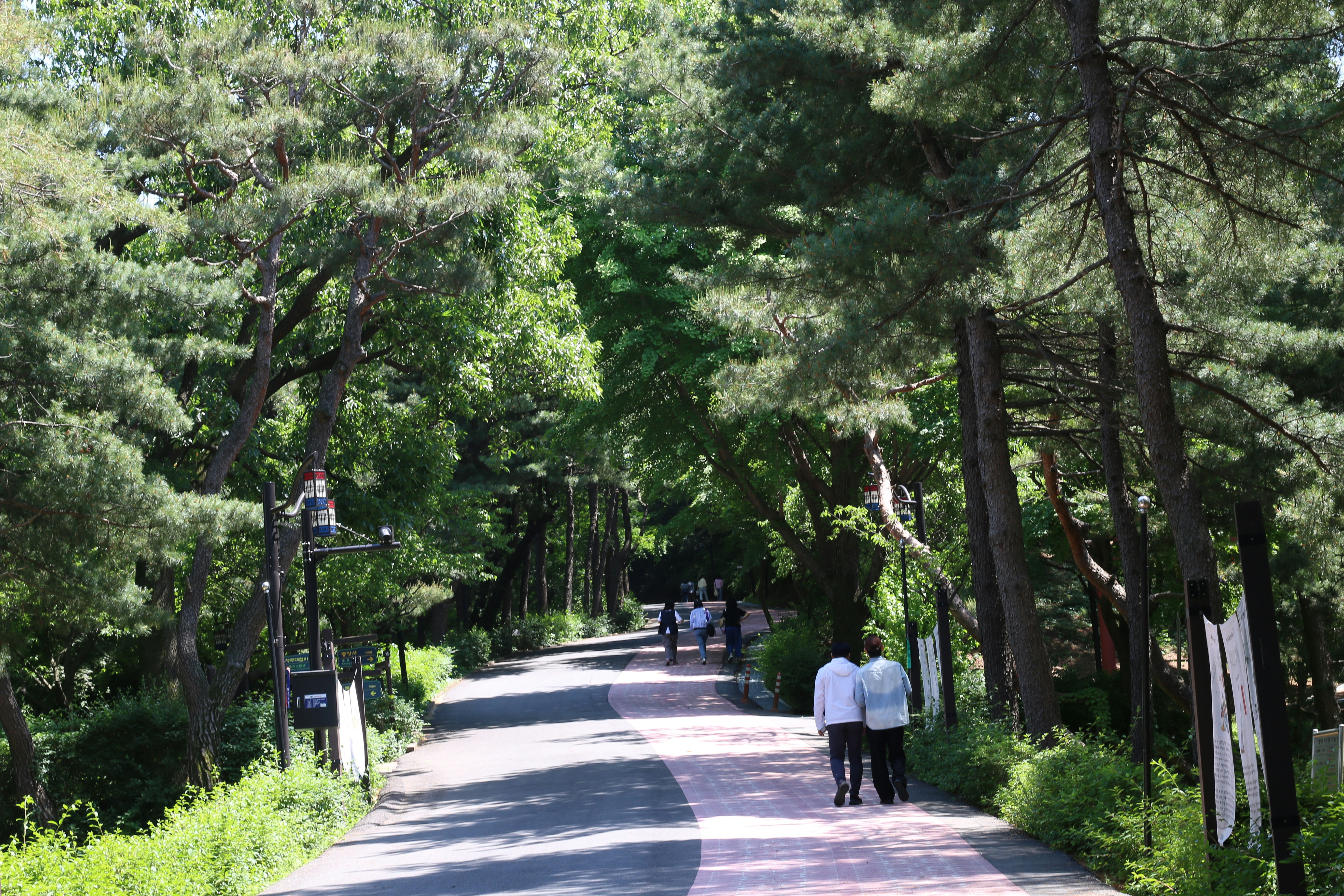 Shaded Riverside Pathway: A Quiet Walk Beneath Tall Pines