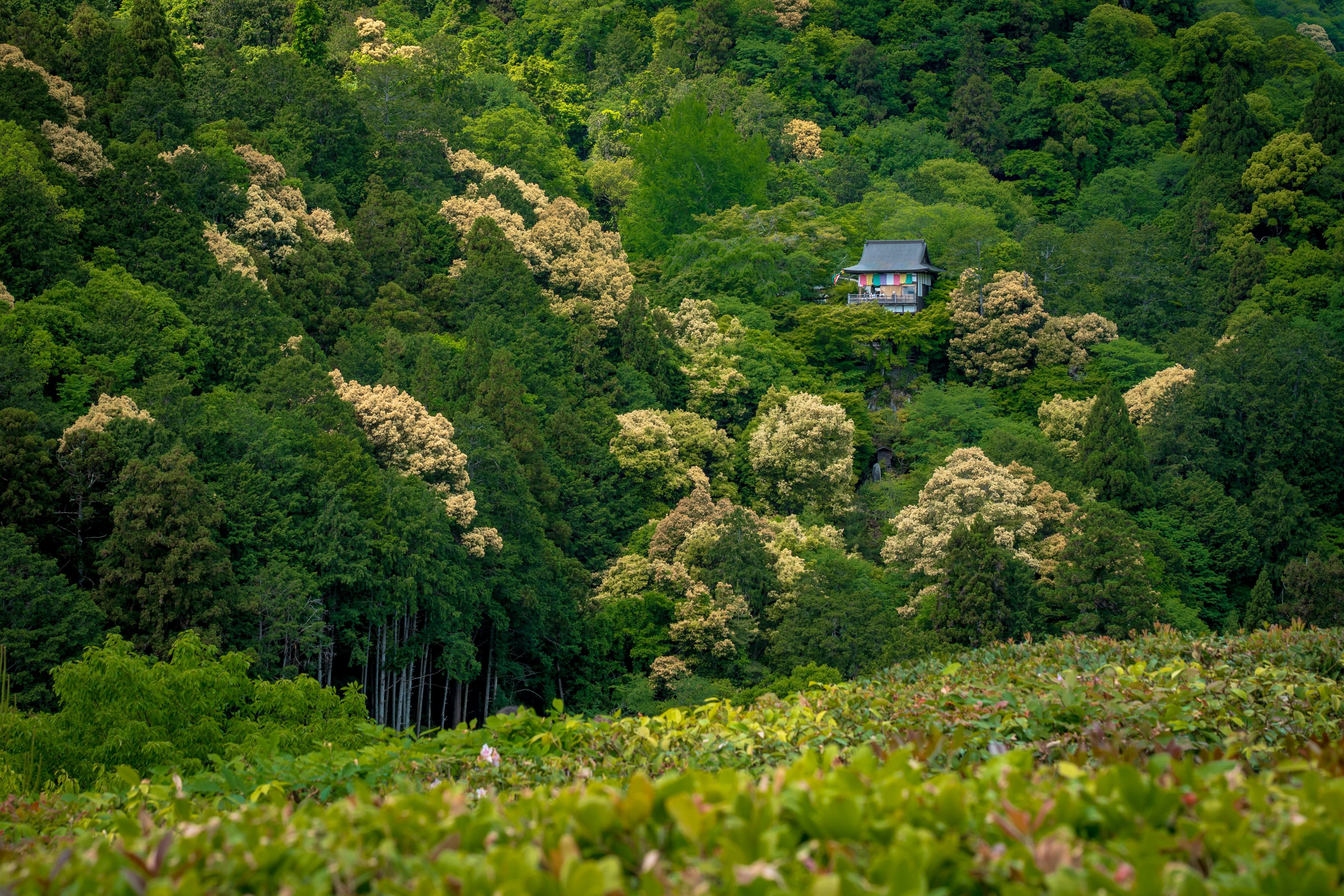 A Hidden Pavilion Crowned by Autumnal Trees